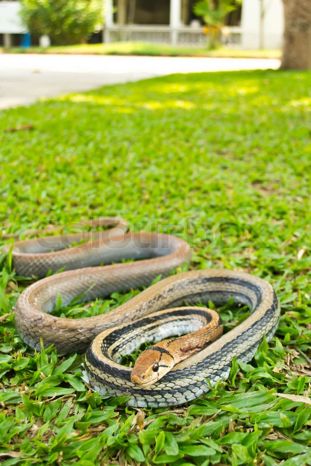 Slanger, giftige krybdyr | Stock foto | Colourbox