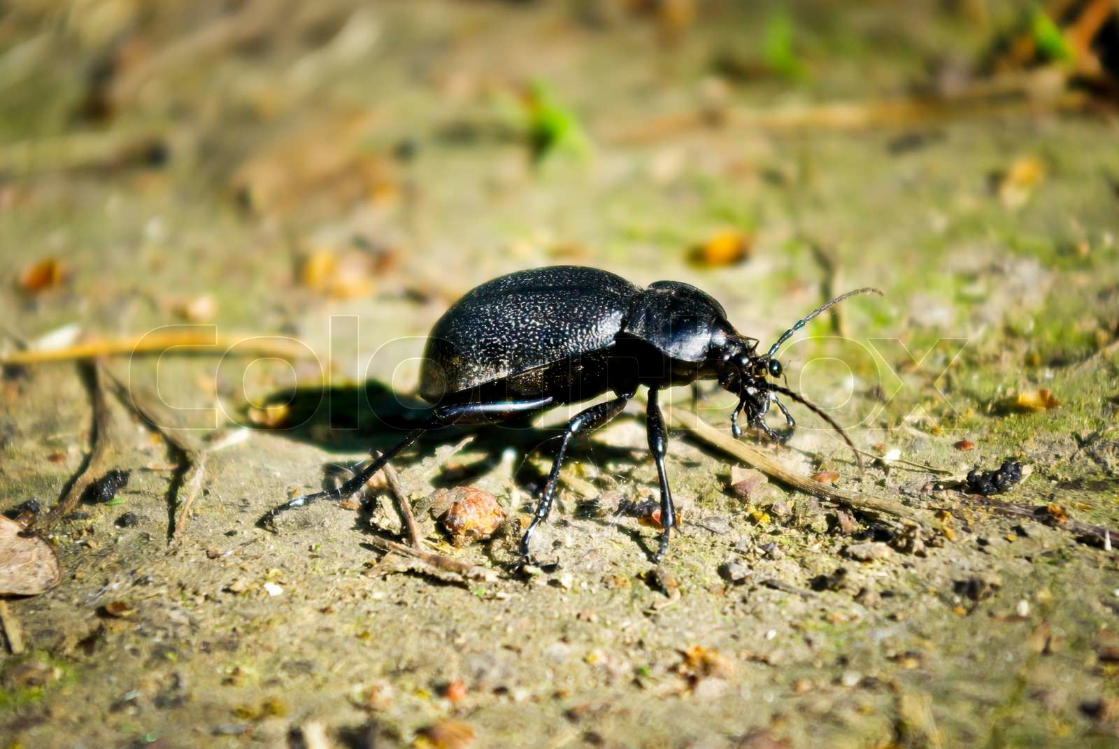 Sommer Schwarze Kafer