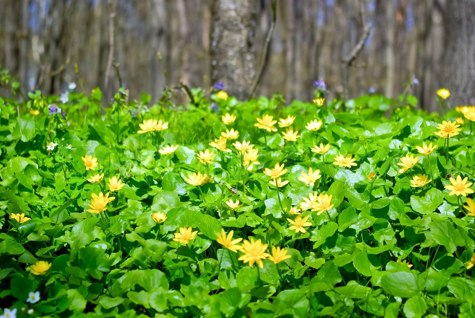 "Trees and green plants in the forest" | Stock image | Colourbox
