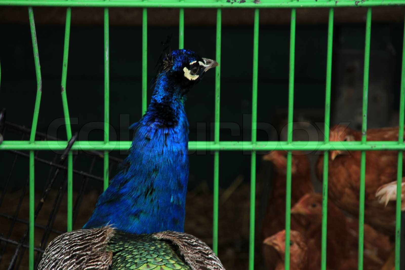 Peacock and chickens. | Stock image | Colourbox
