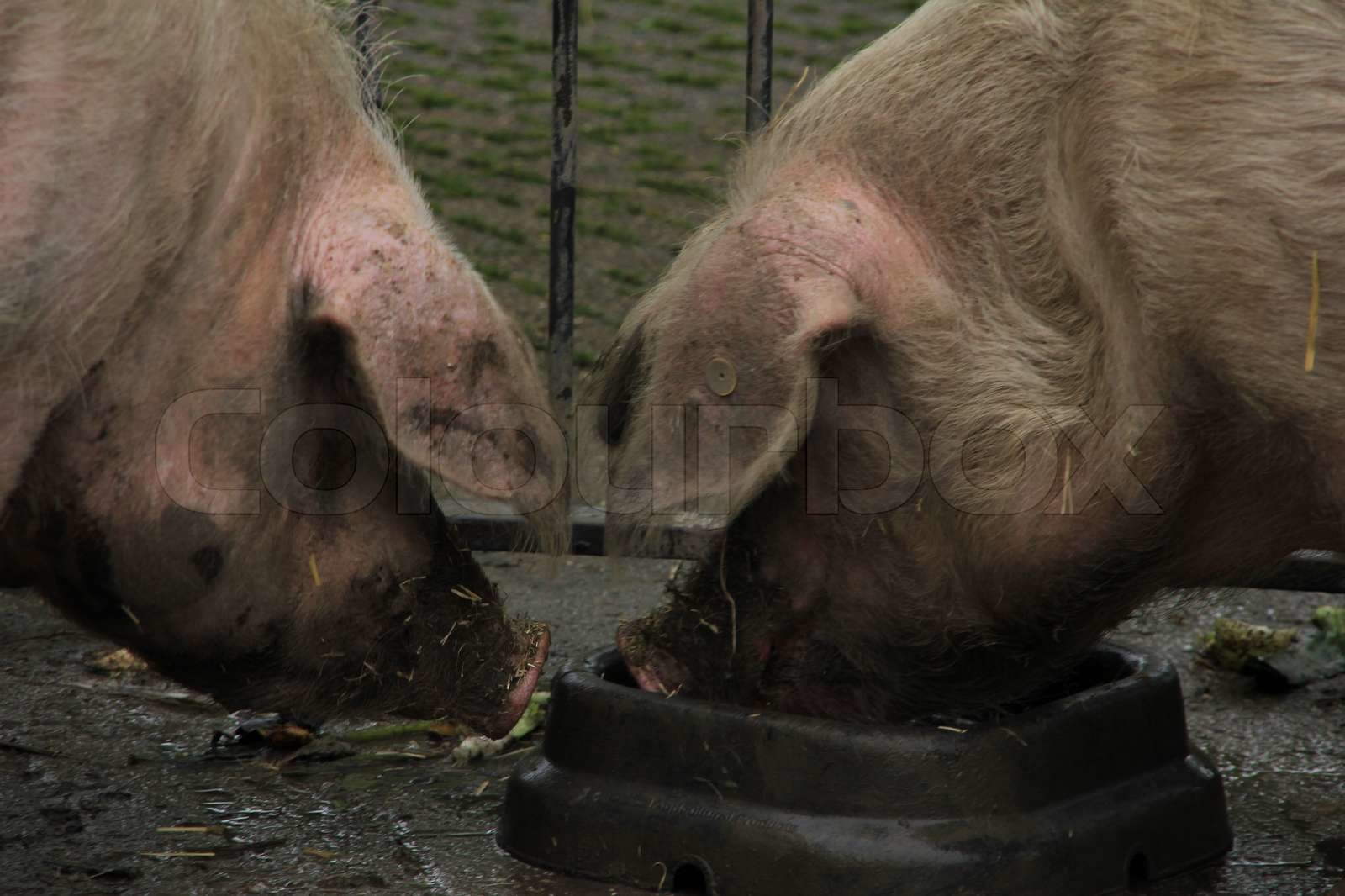 Two pigs. | Stock image | Colourbox