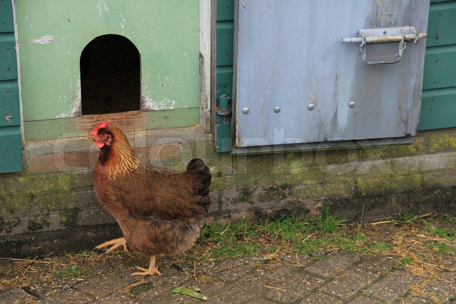 Walking chicken. | Stock image | Colourbox