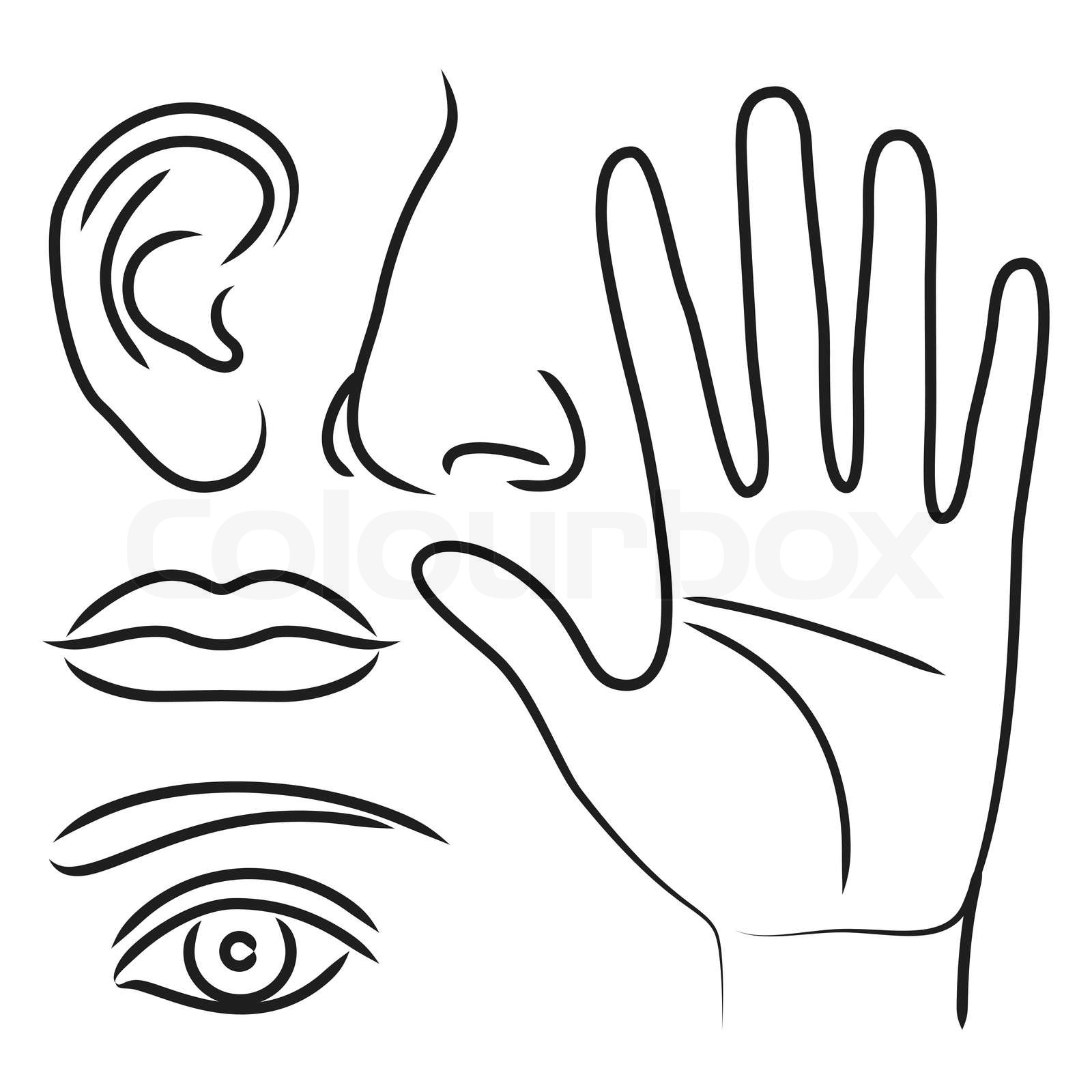 Sensory organs hand, nose, ear, mouth and eye | Stock vector | Colourbox