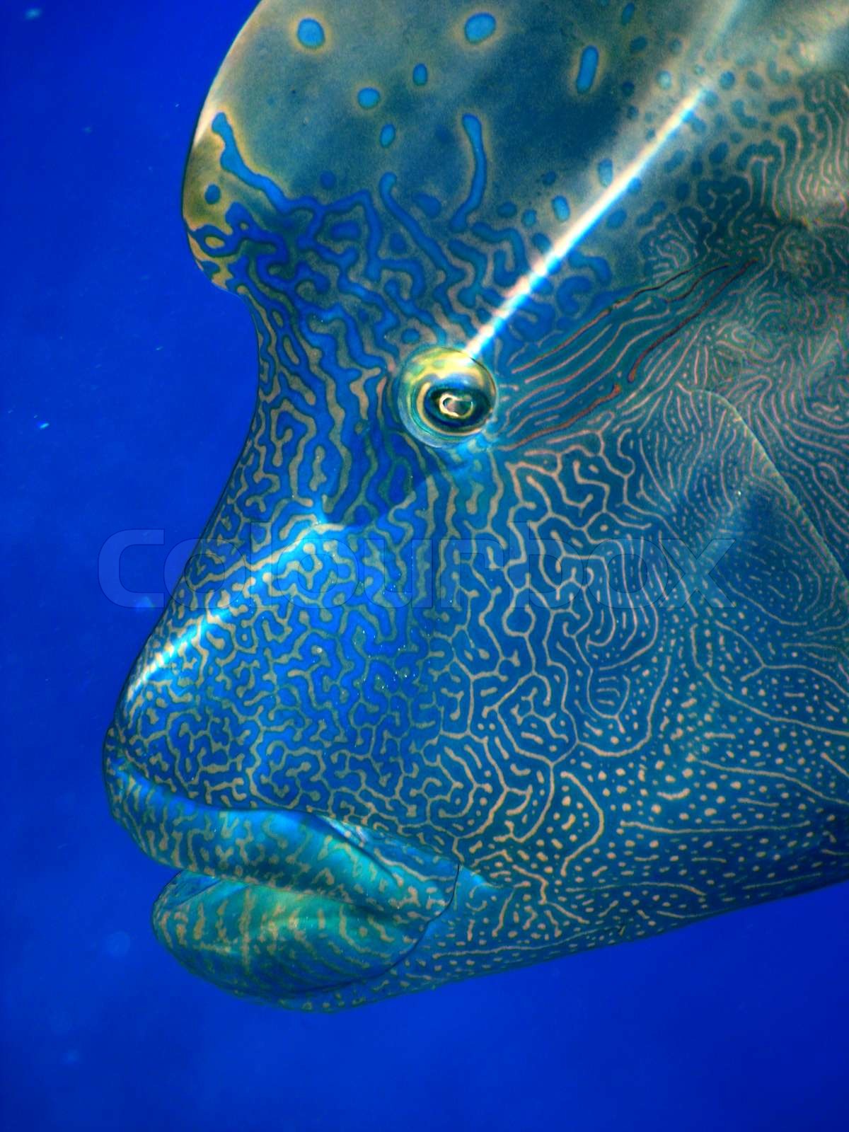 Humphead Maori Wrasse, Australia | Stock image | Colourbox
