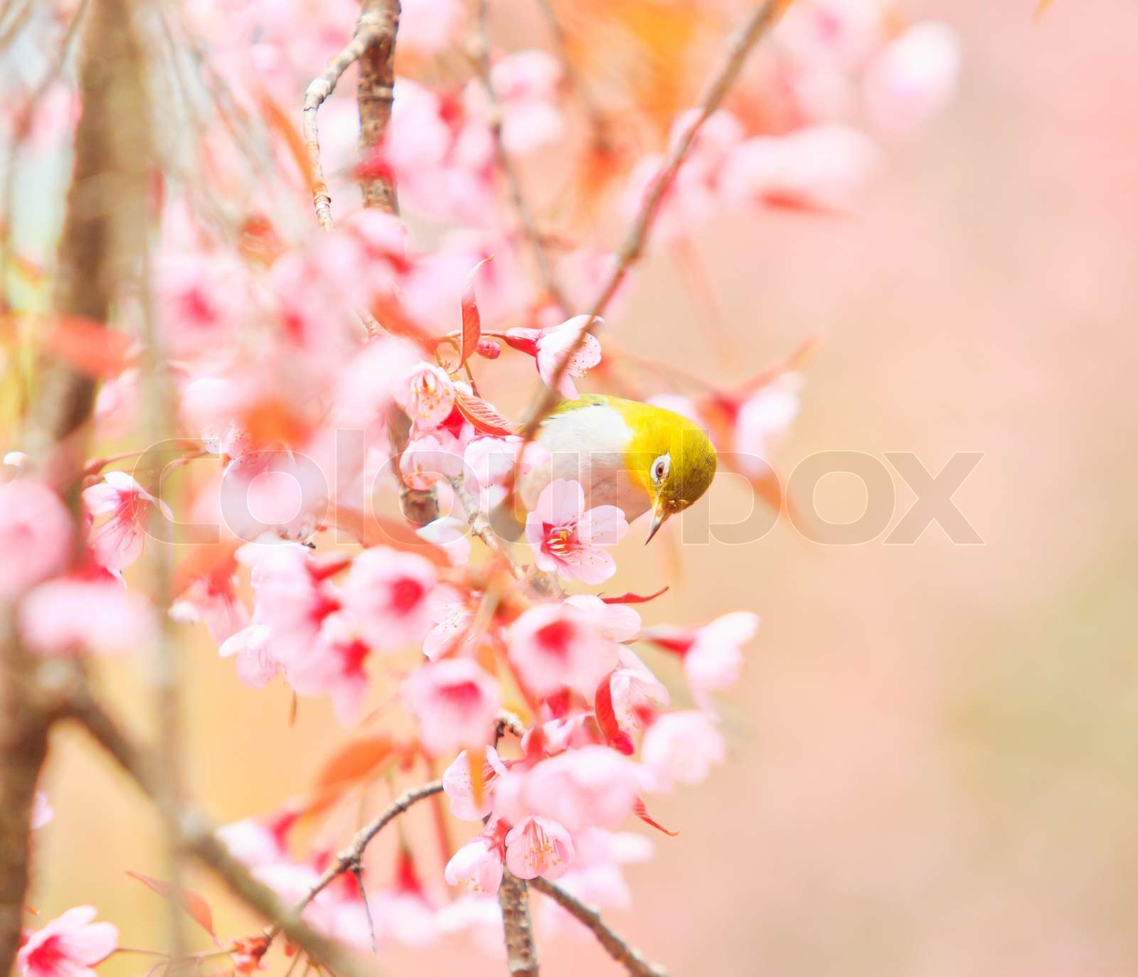 white-eye Bird on Cherry Blossom and sakura | Stock image | Colourbox
