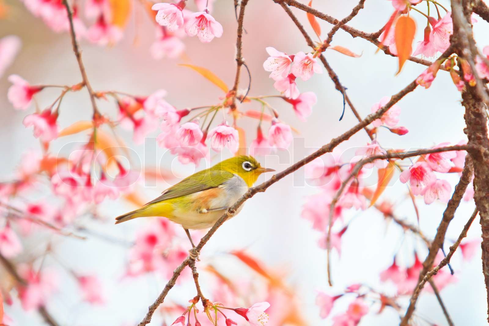 white-eye Bird on Cherry Blossom and sakura | Stock image | Colourbox