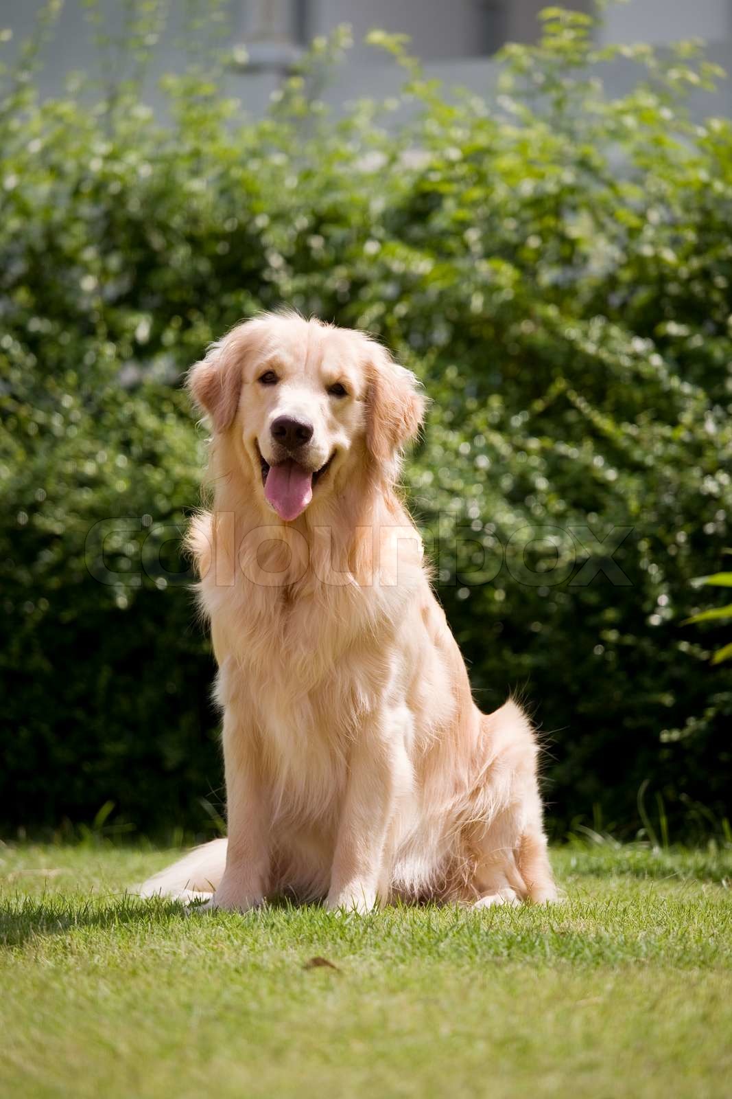 beautiful Golden Retriever dog | Stock image | Colourbox