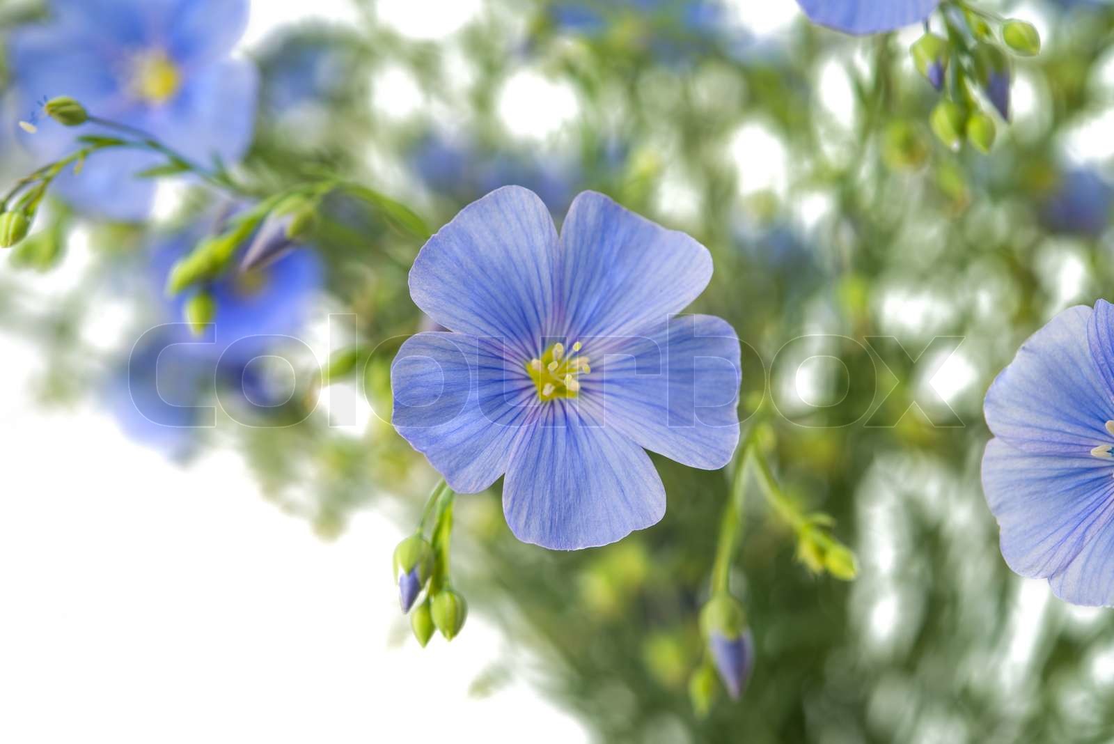 Flachs Blumen isoliert | Stock Bild | Colourbox