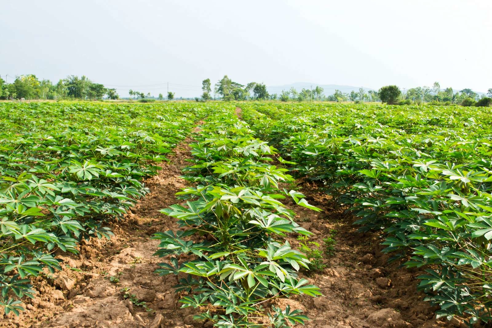 Cassava Garten | Stock Bild | Colourbox