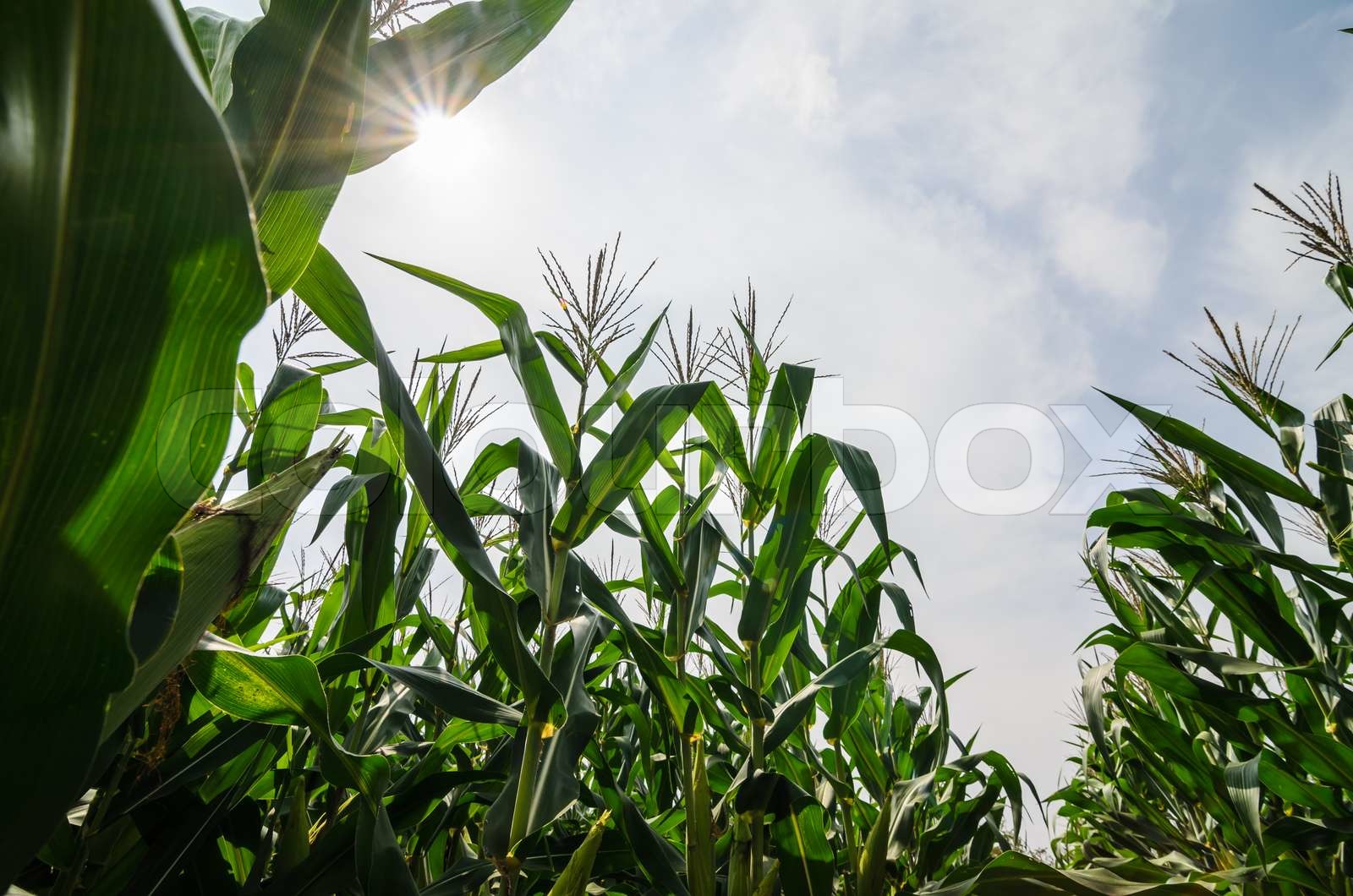 Corn farm | Stock image | Colourbox