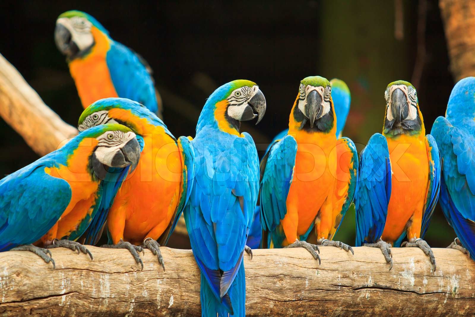 macaw parrot | Stock image | Colourbox