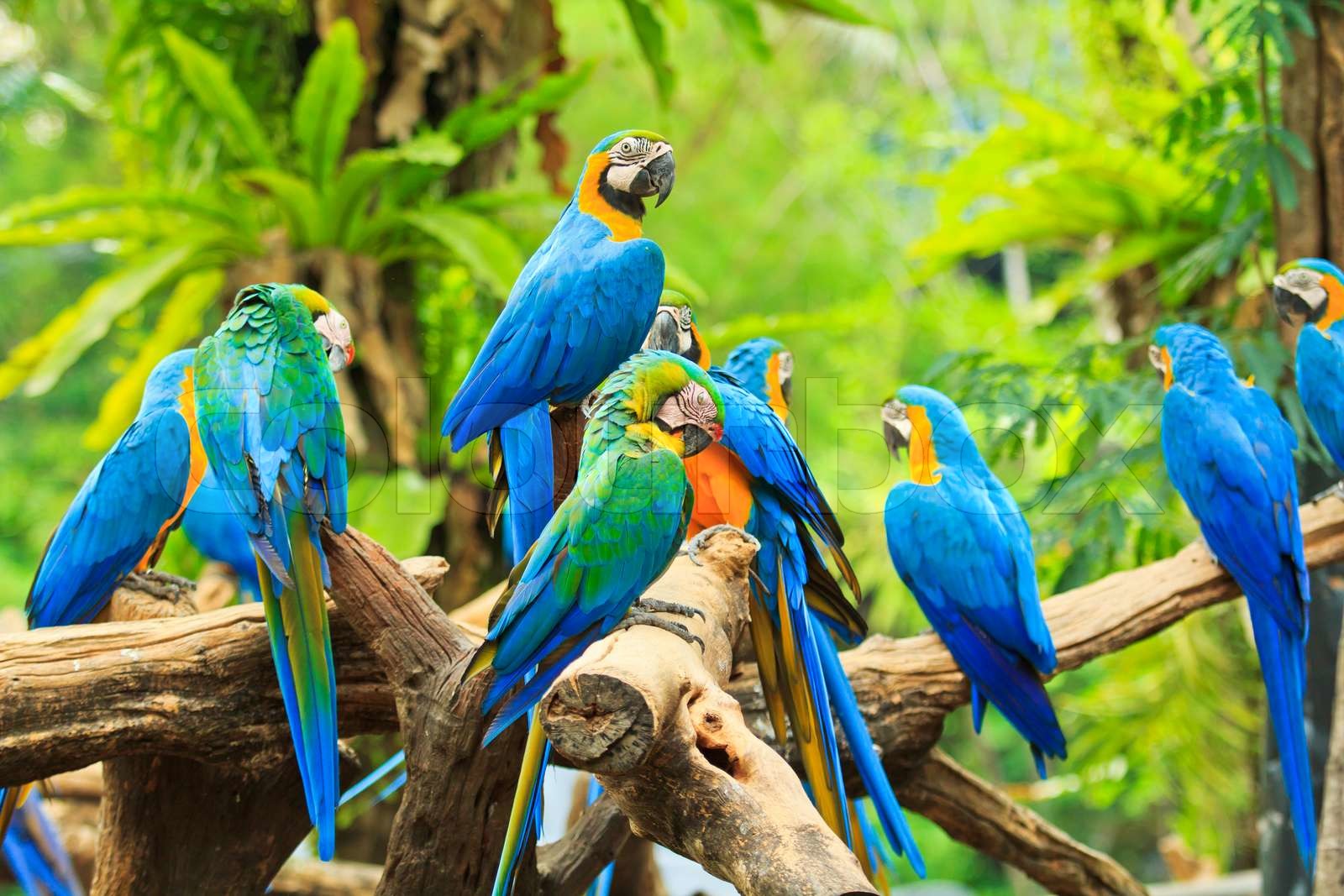 macaw parrot | Stock image | Colourbox