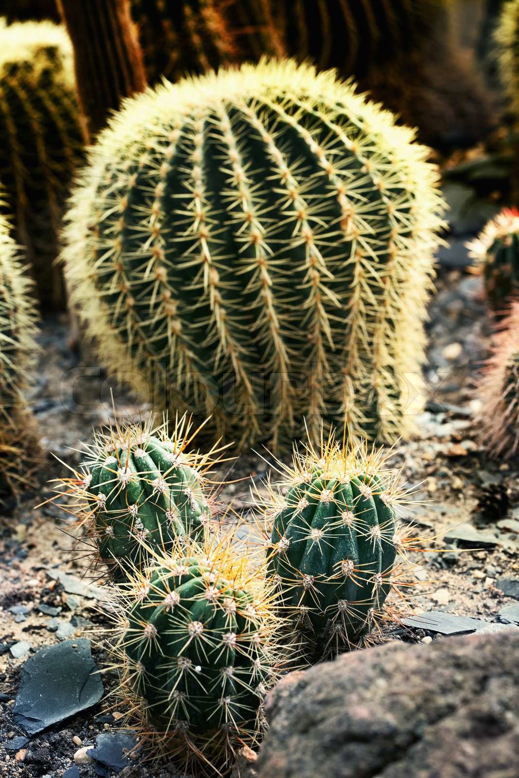 cactus | Stock image | Colourbox