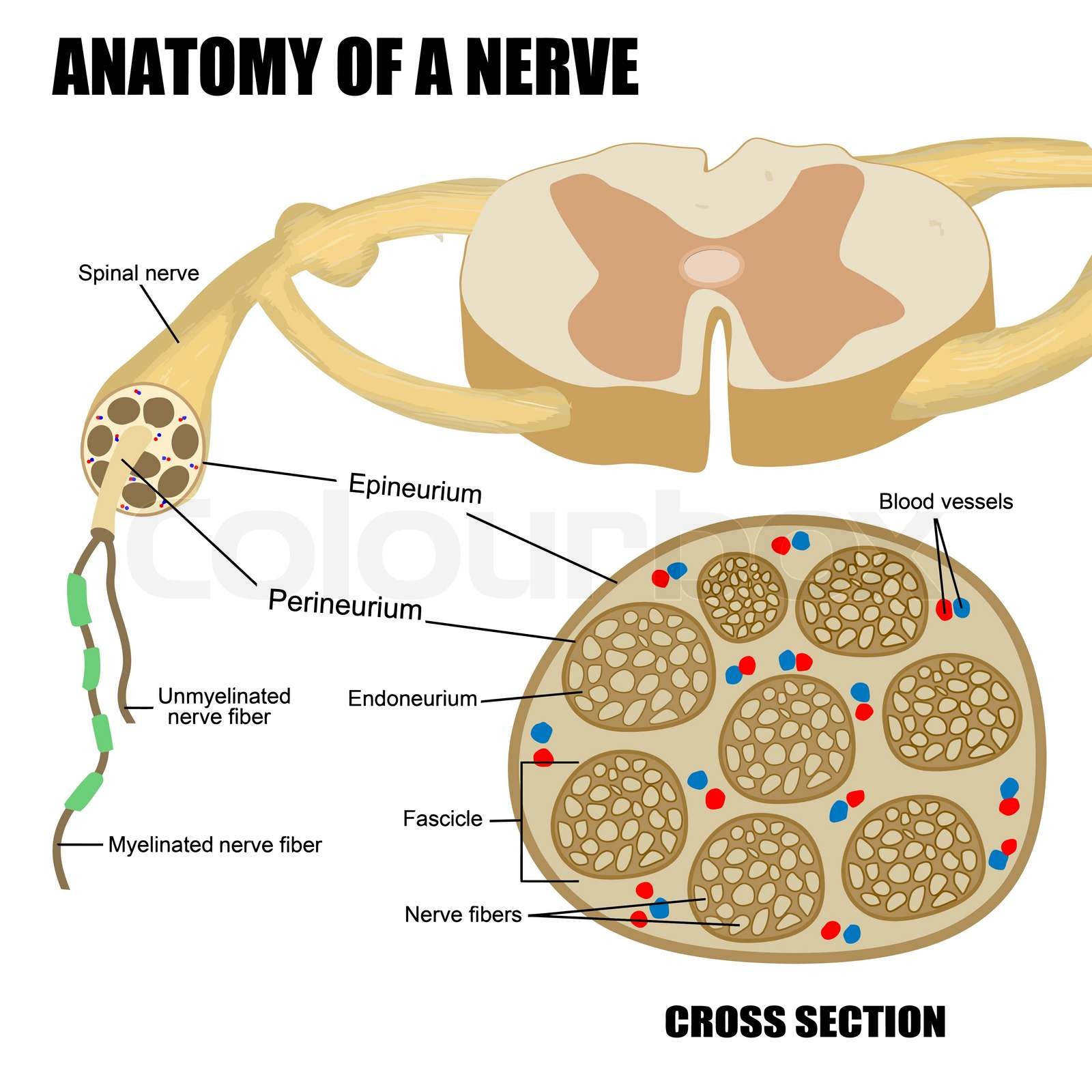 Anatomy of a nerve | Stock vector | Colourbox