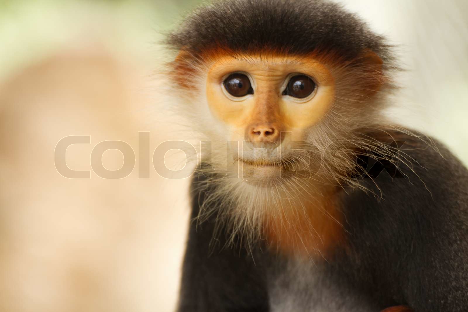 Kleideraffe Affe Pygathrix nemaeus | Stock Bild | Colourbox