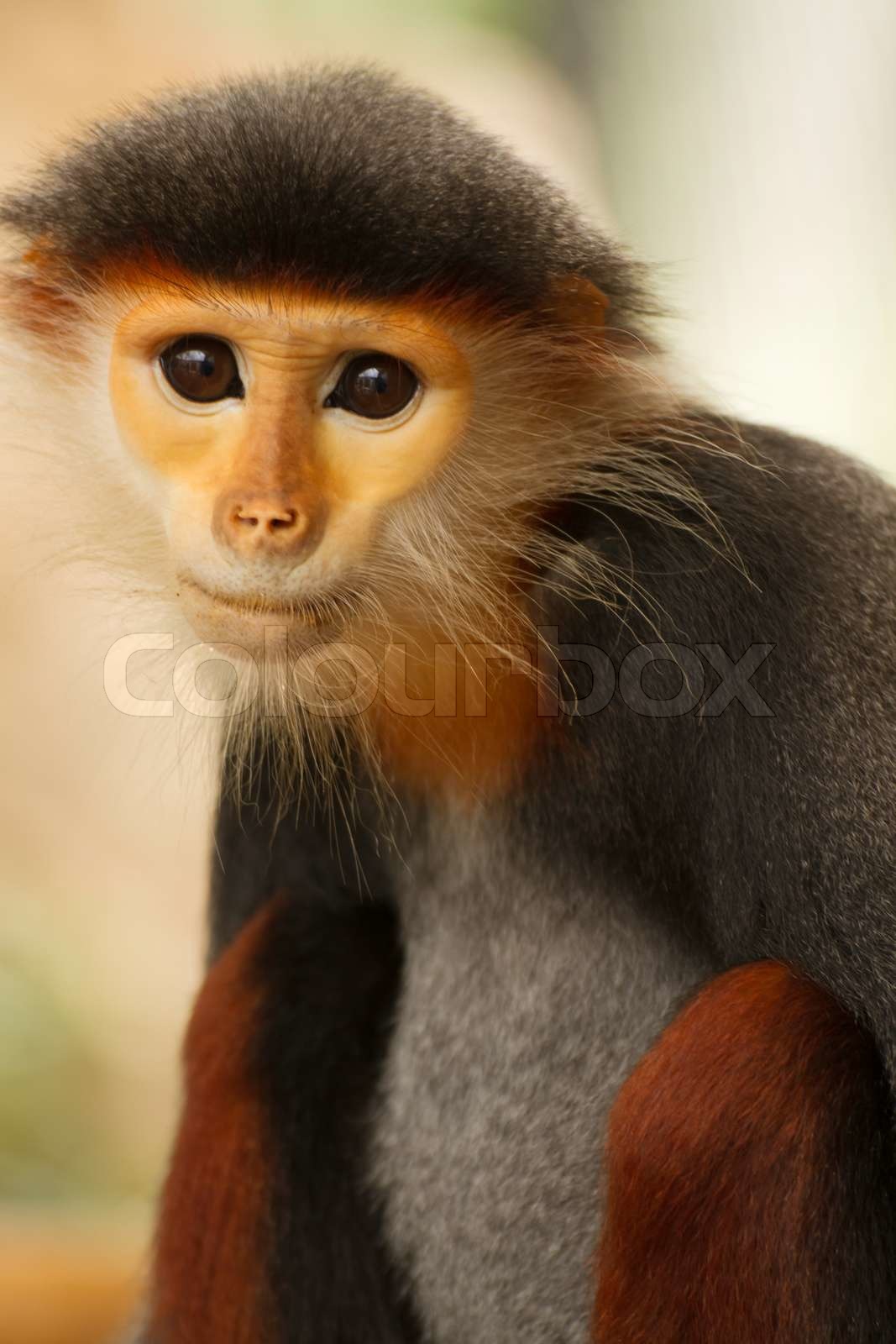 Kleideraffe Affe Pygathrix nemaeus | Stock Bild | Colourbox