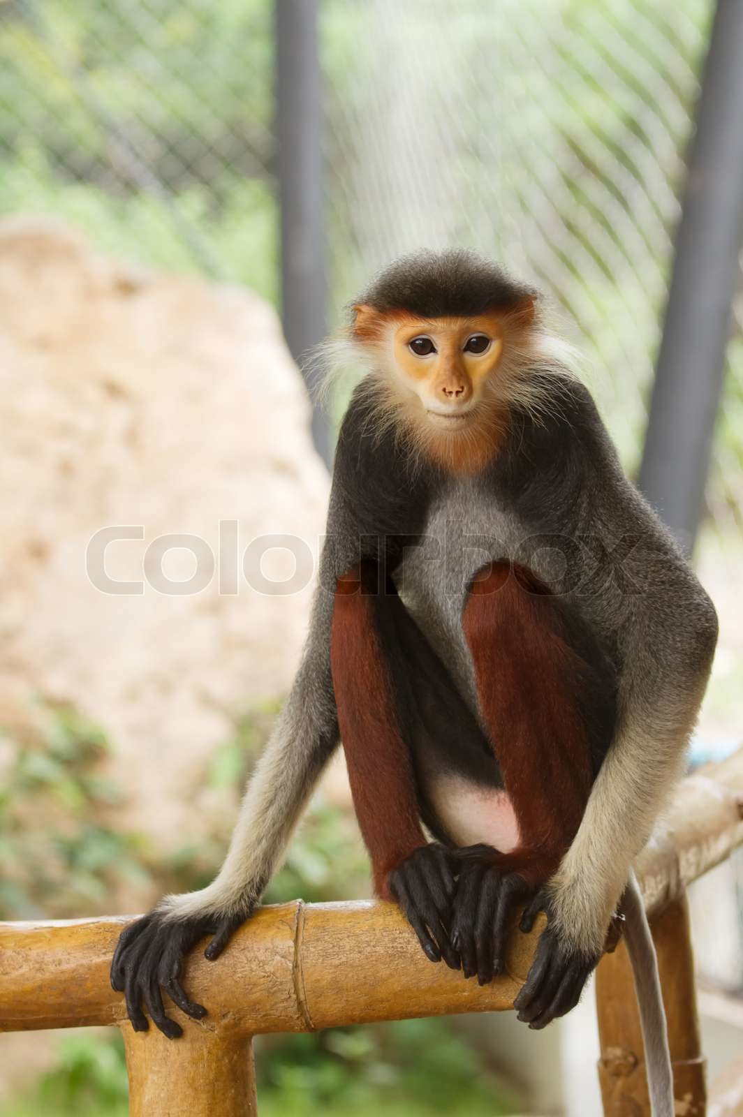 Kleideraffe Affe Pygathrix nemaeus | Stock Bild | Colourbox