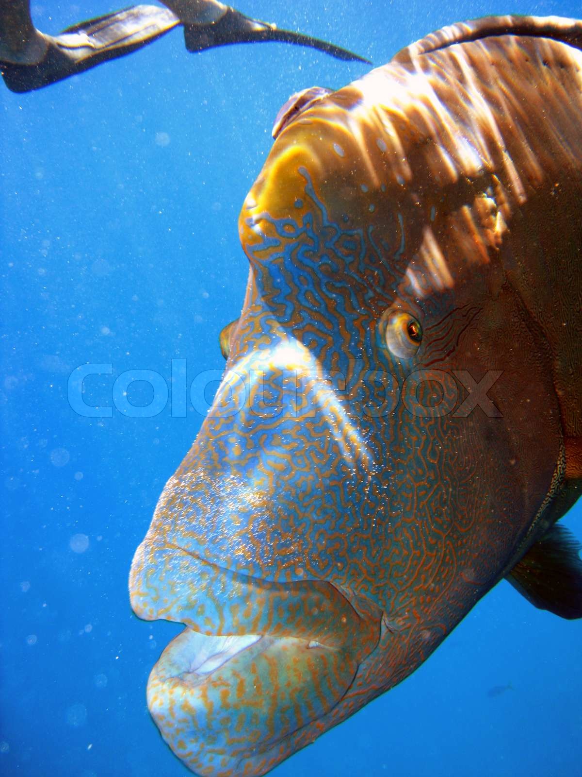 Humphead Maori Wrasse , Australia | Stock Bild | Colourbox