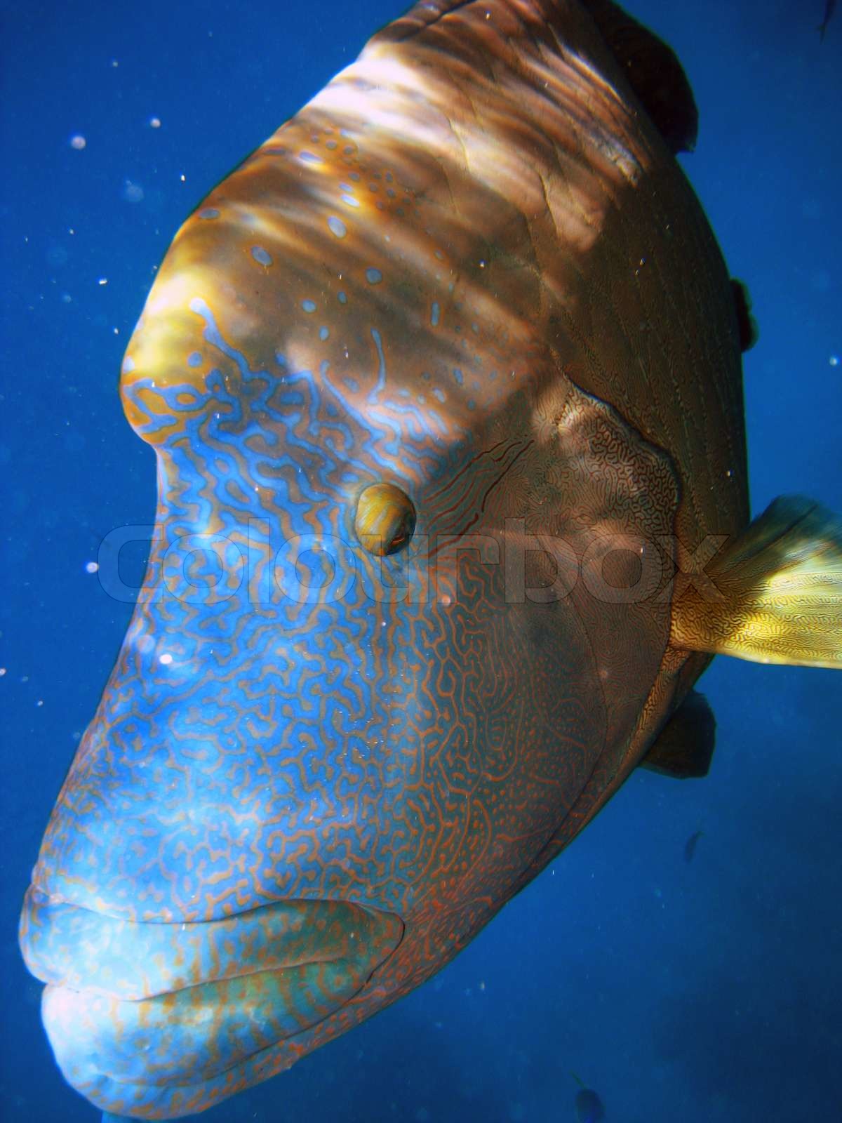 Humphead Maori Wrasse , Australien | Stock foto | Colourbox
