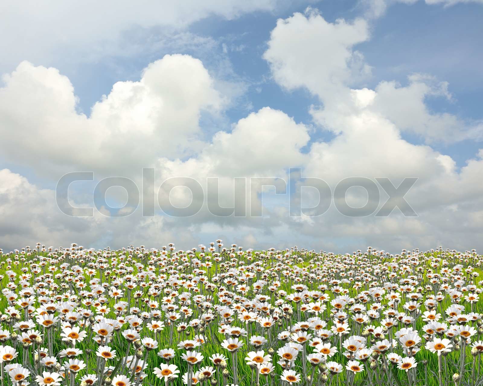 Field of daisies | Stock image | Colourbox