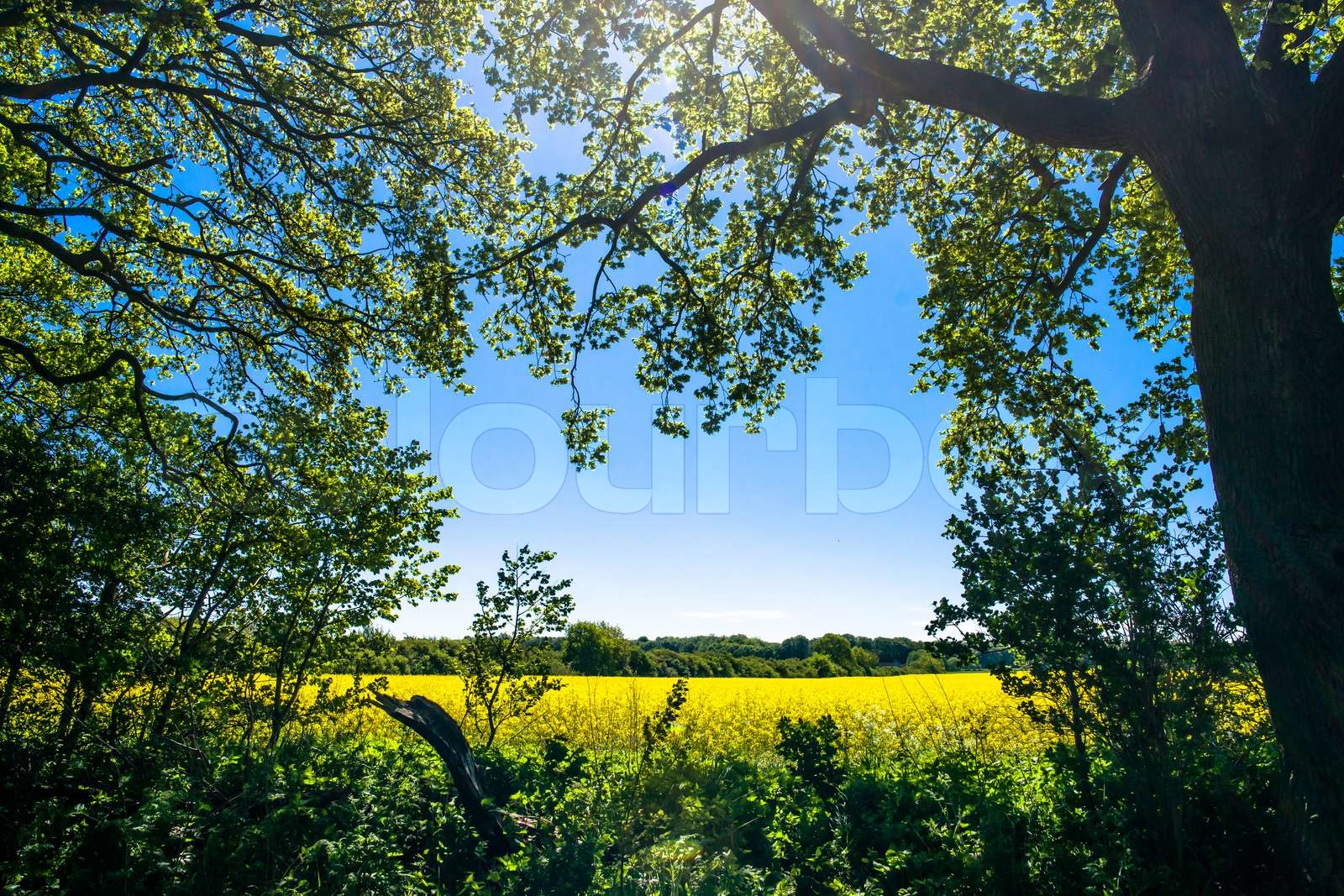 Skov ved en raps mark | Stock foto | Colourbox