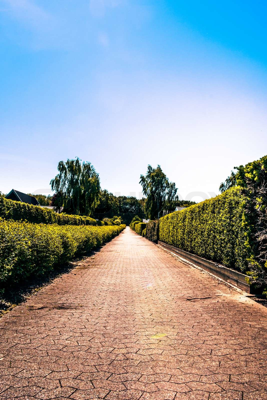 Village path with hedges | Stock image | Colourbox