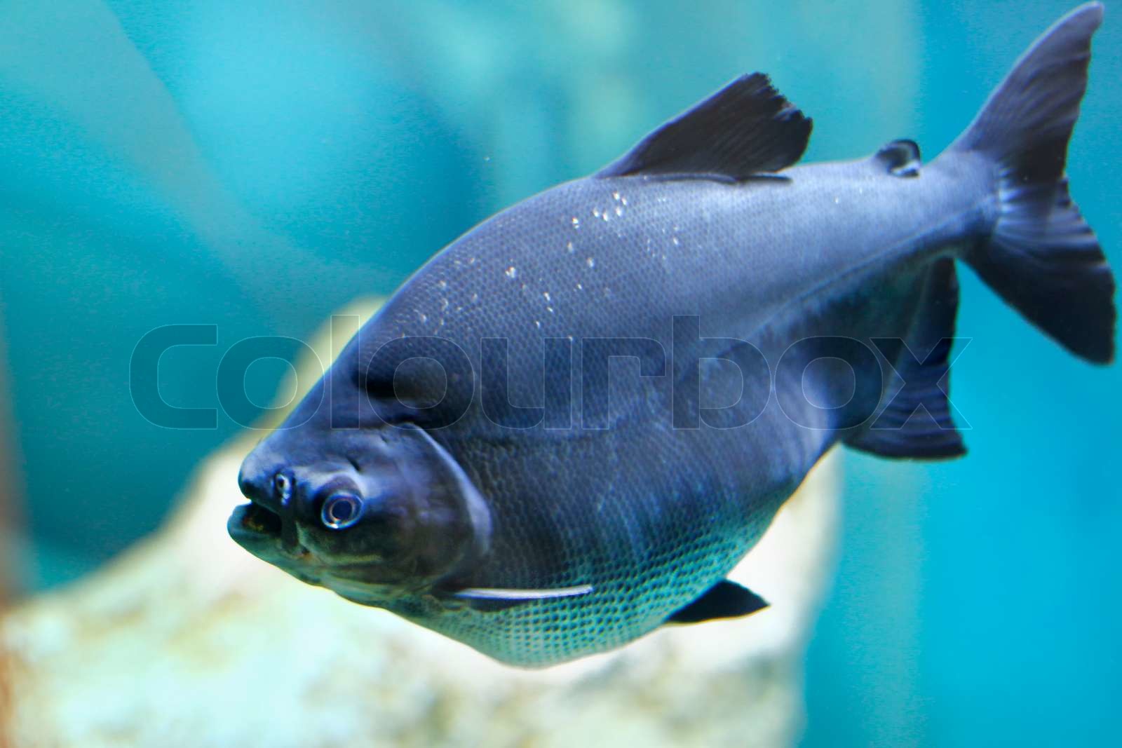 Blue Fish in Acquarium | Stock image | Colourbox