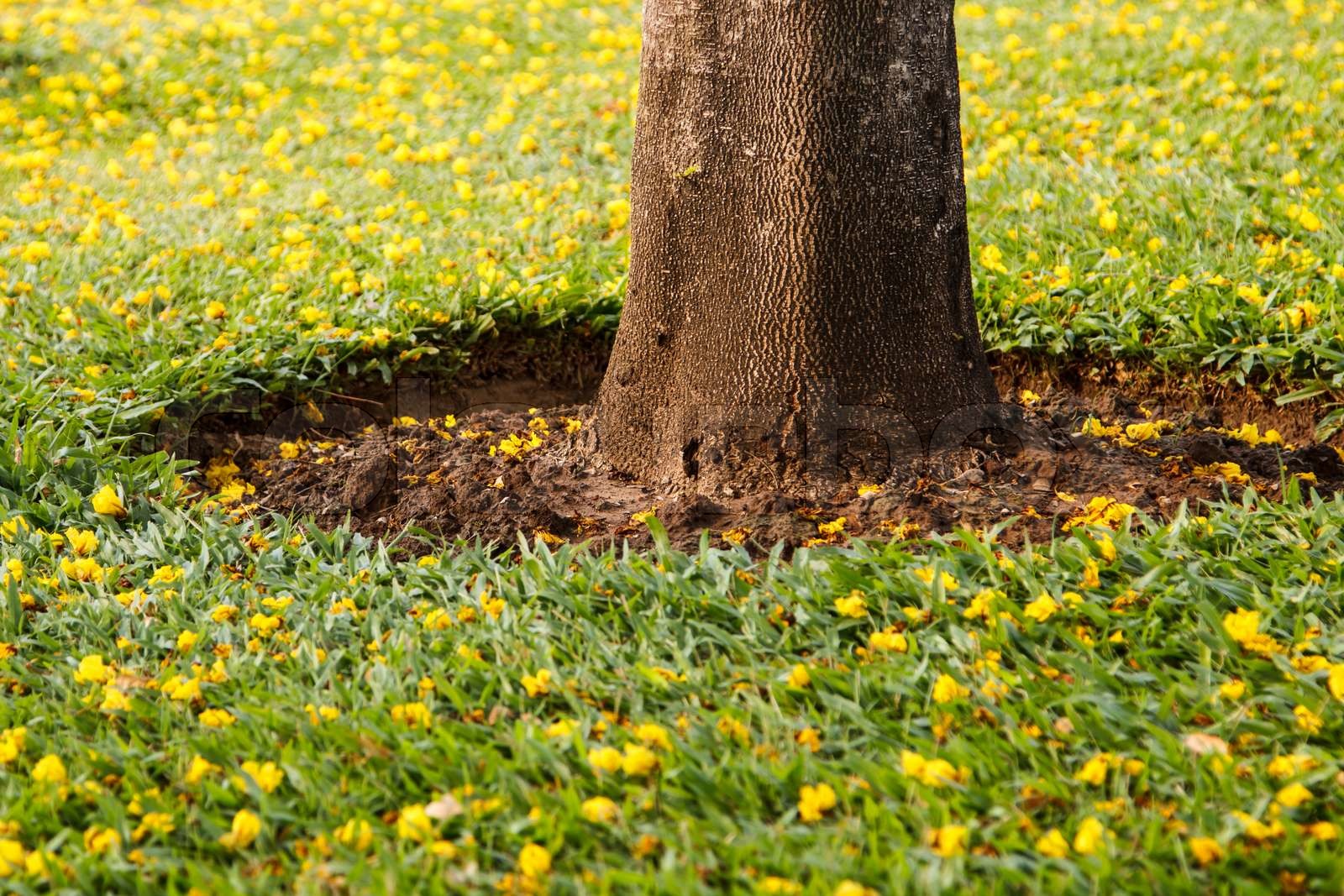 Baumstämme | Stock Bild | Colourbox