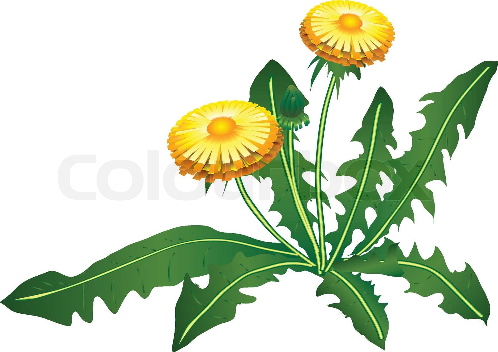 Pusteblume | Stock-Vektor | Colourbox