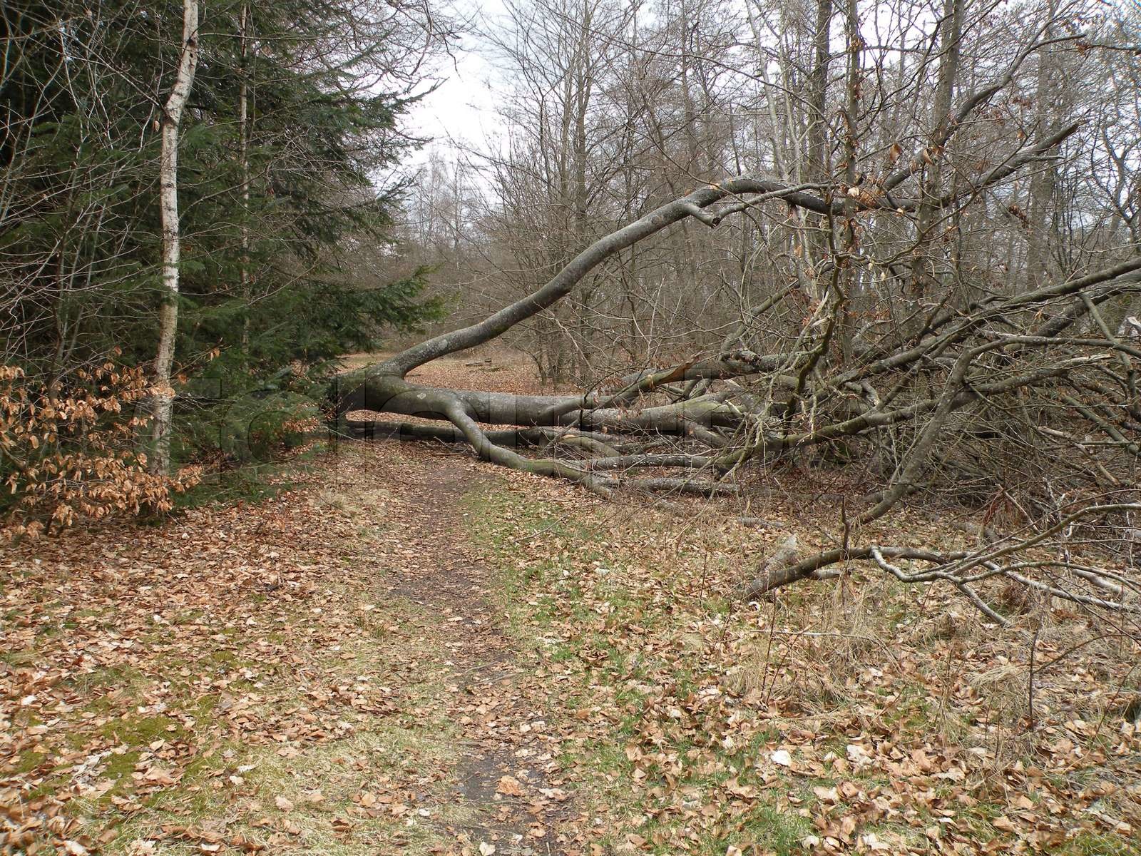 fallen tree laying on trail in the woods | Stock image | Colourbox