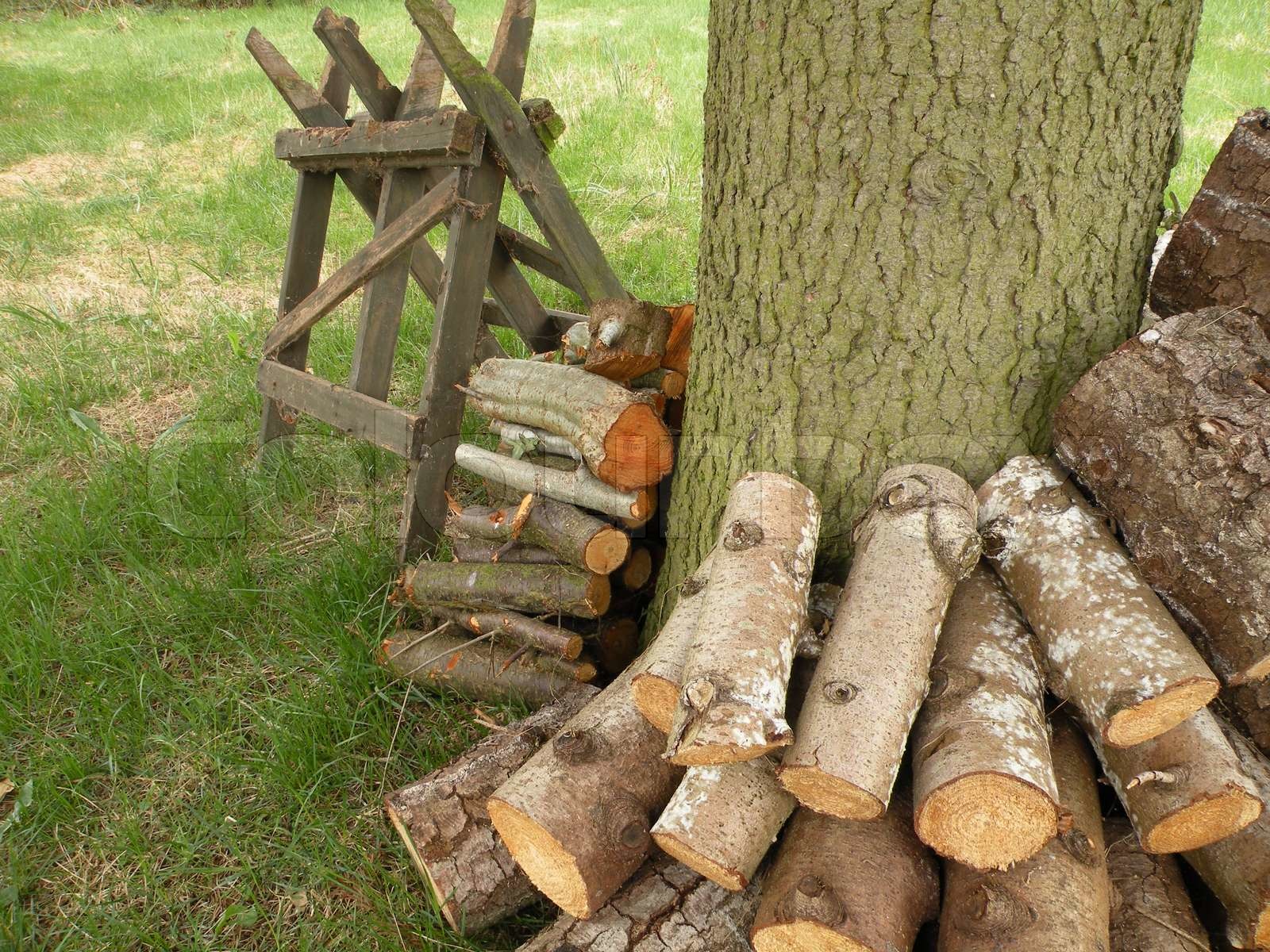 cut tree trunk pieces laying benath a tree in garden | Stock image ...
