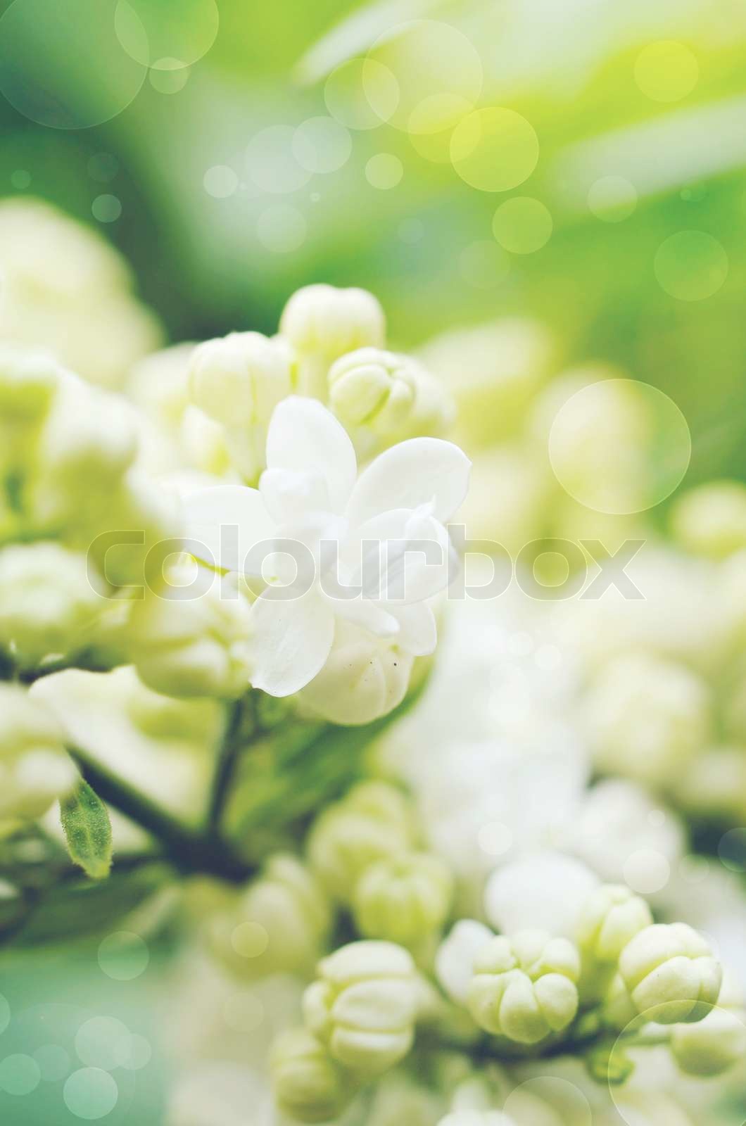 hvide Syrener | Stock foto | Colourbox