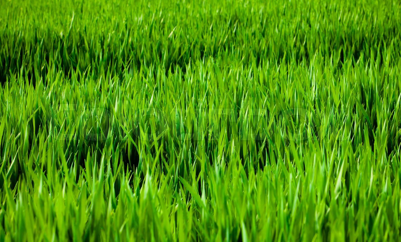 Grass Hintergrund | Stock Bild | Colourbox