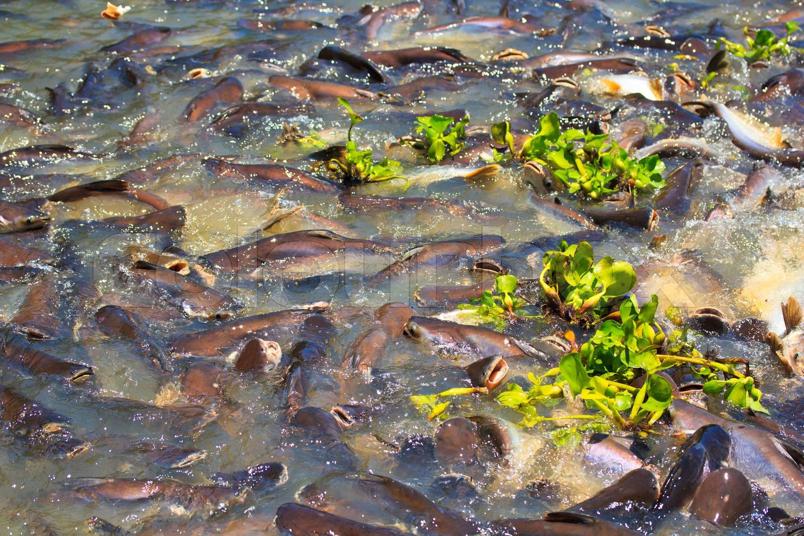Iriserende haj Fisk Stribet havkat | Stock foto | Colourbox