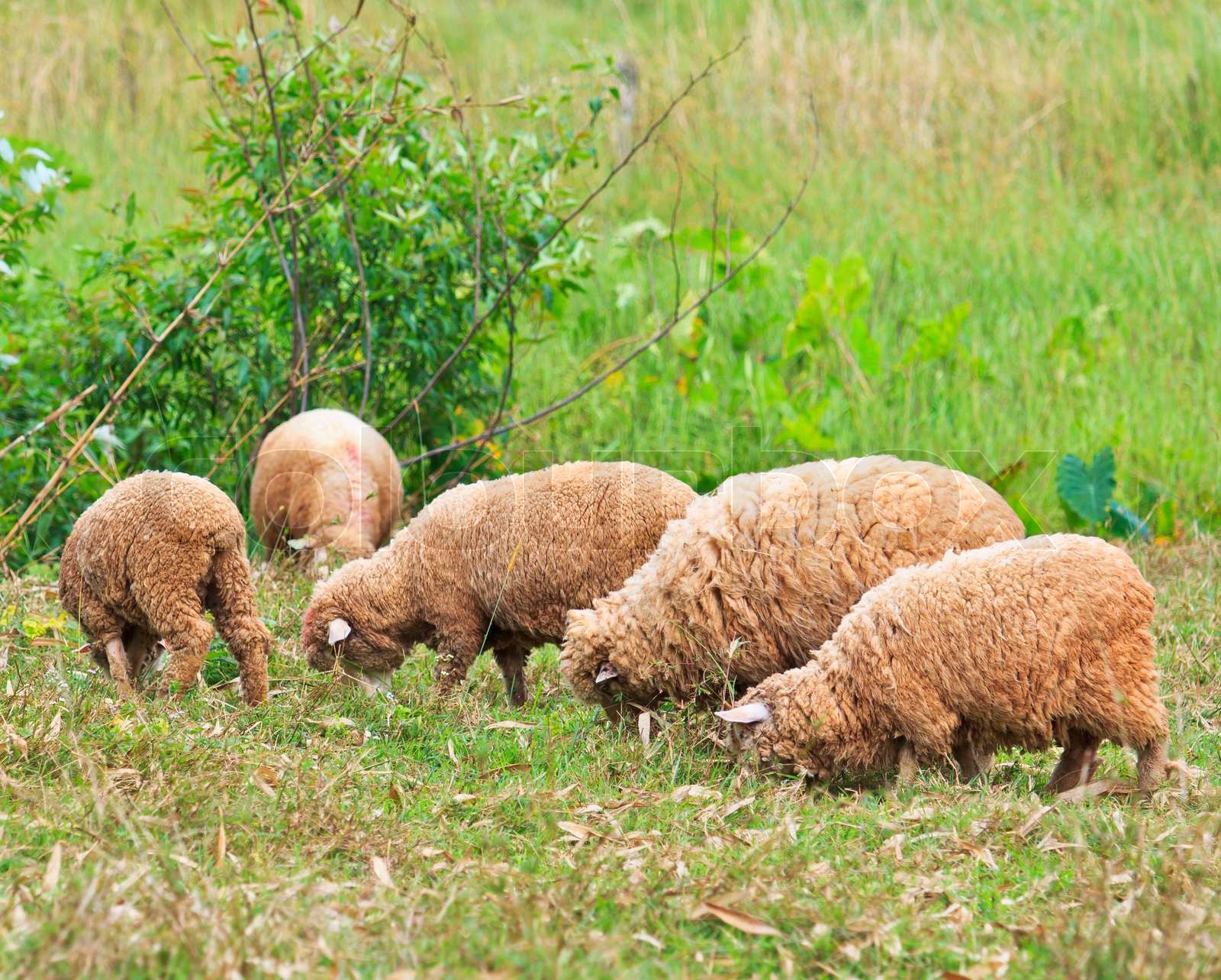 Sheep farm | Stock image | Colourbox