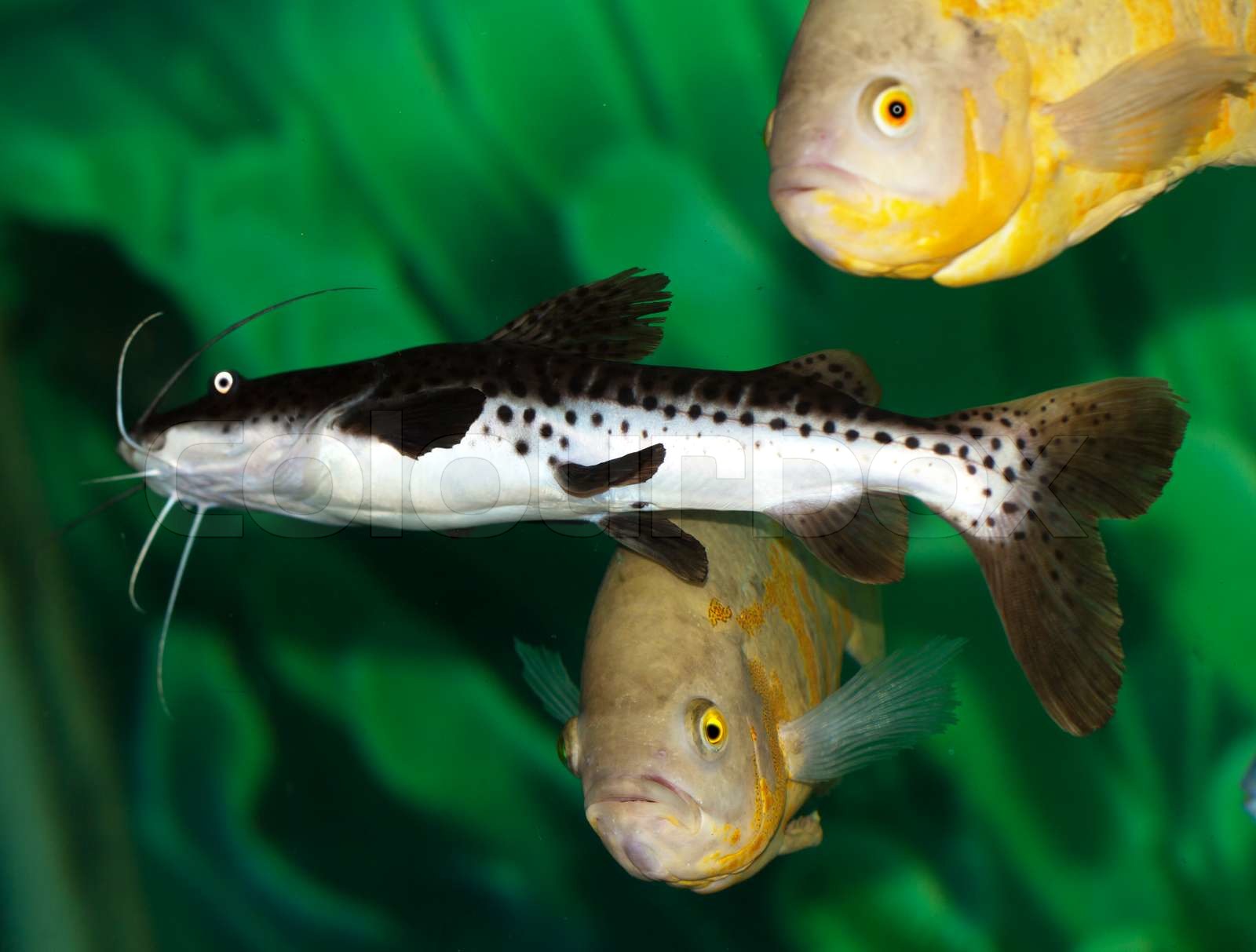 Wels im Aquarium | Stock Bild | Colourbox