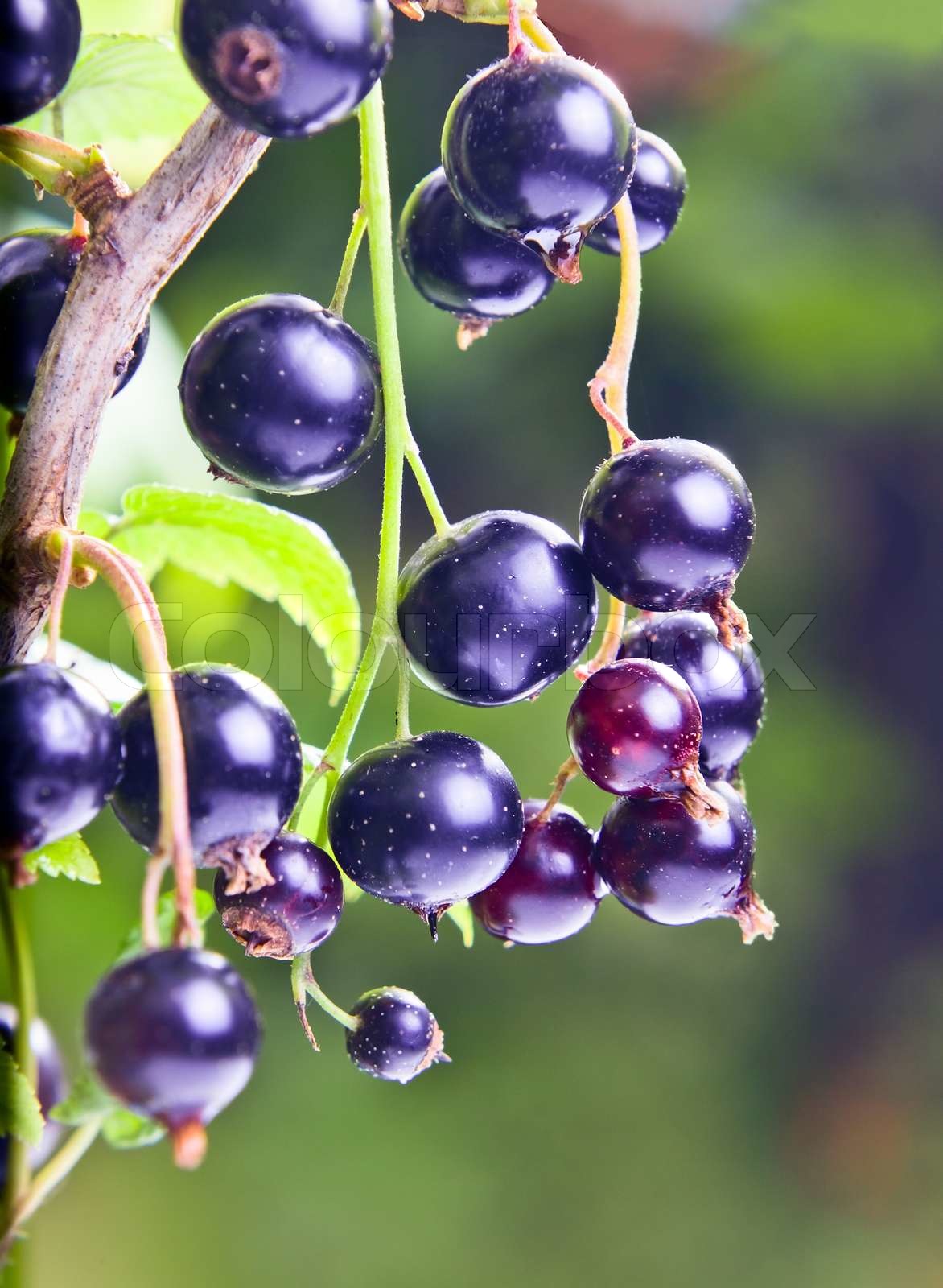 black currant | Stock image | Colourbox