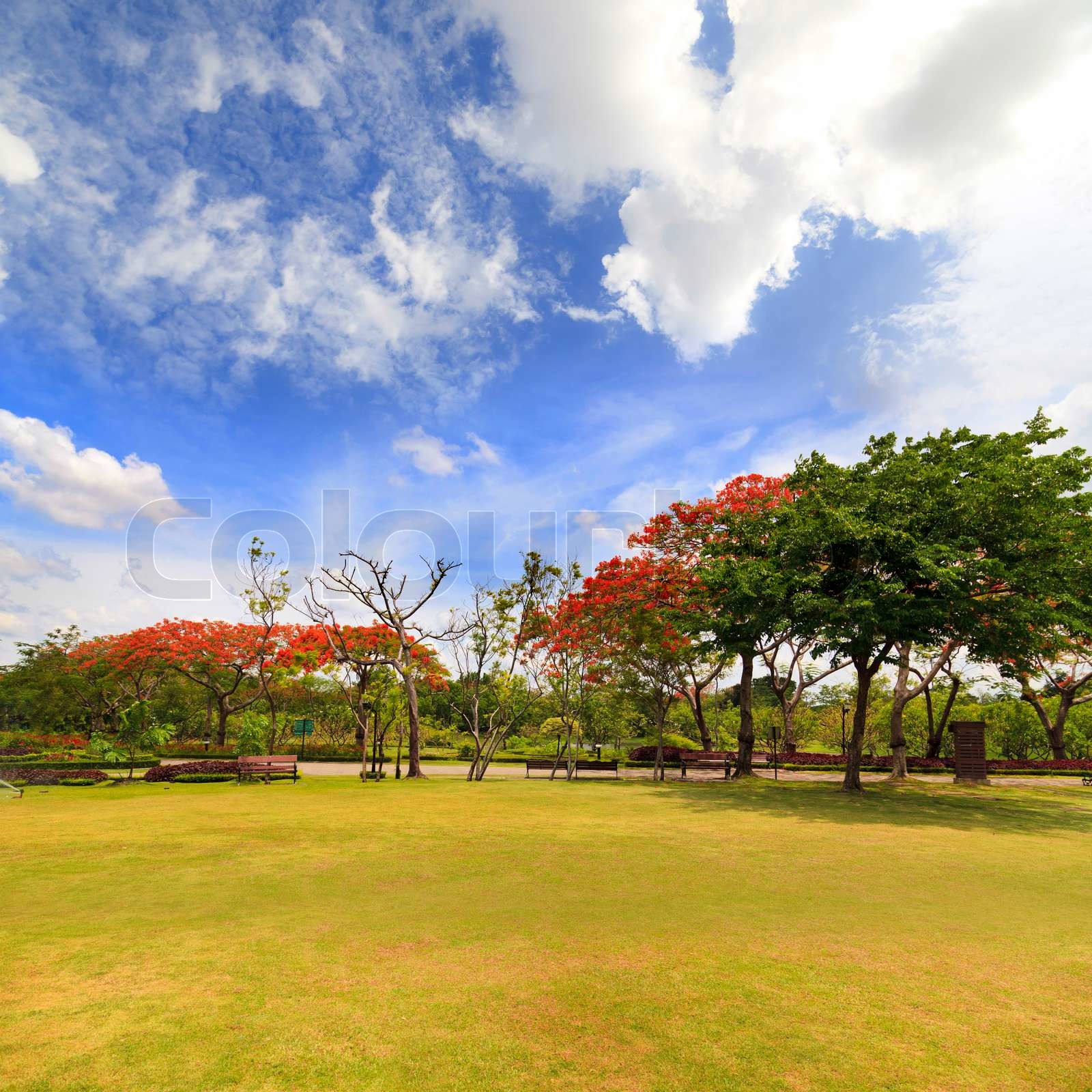 Beautiful park and blue sky | Stock image | Colourbox