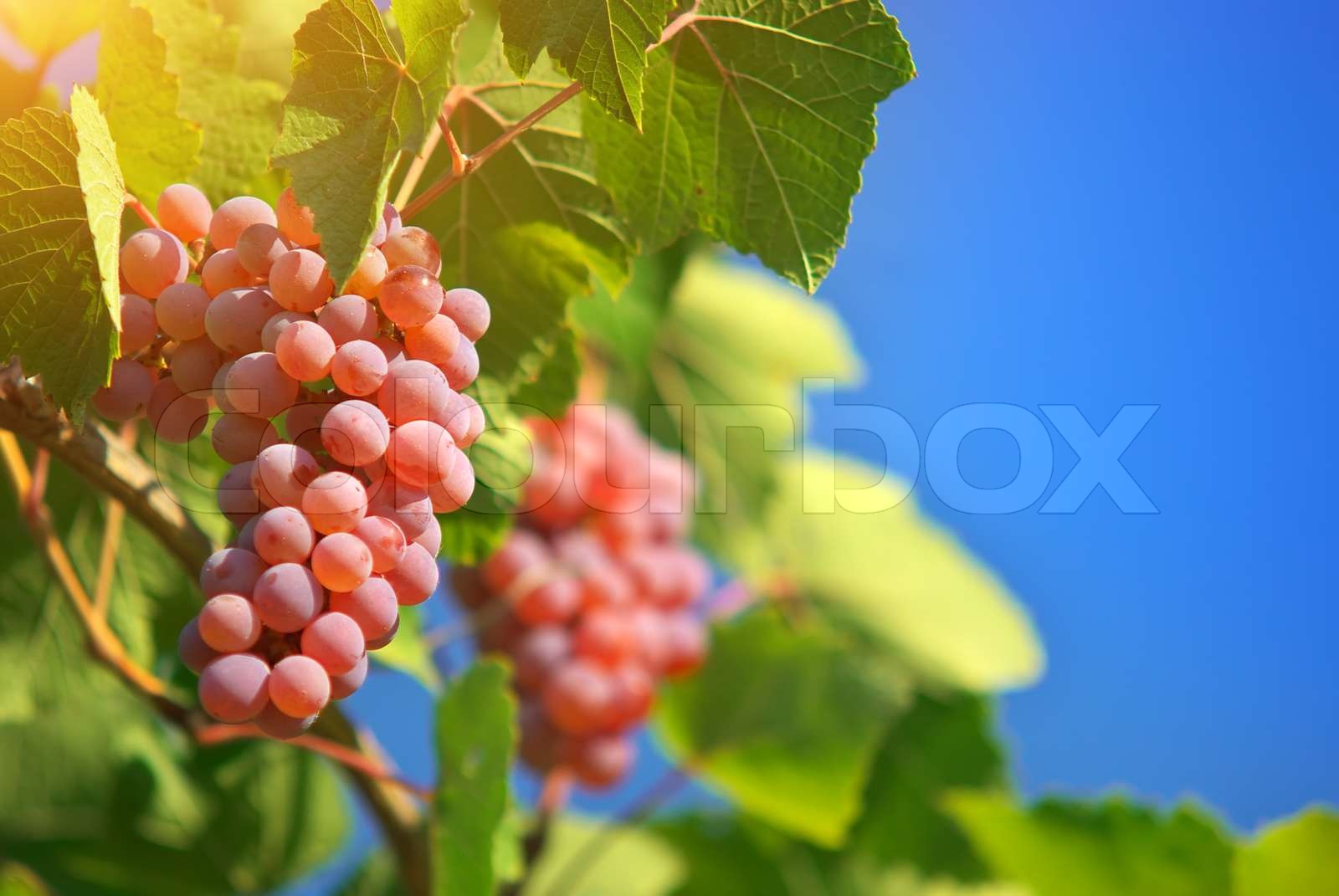 Grape | Stock image | Colourbox