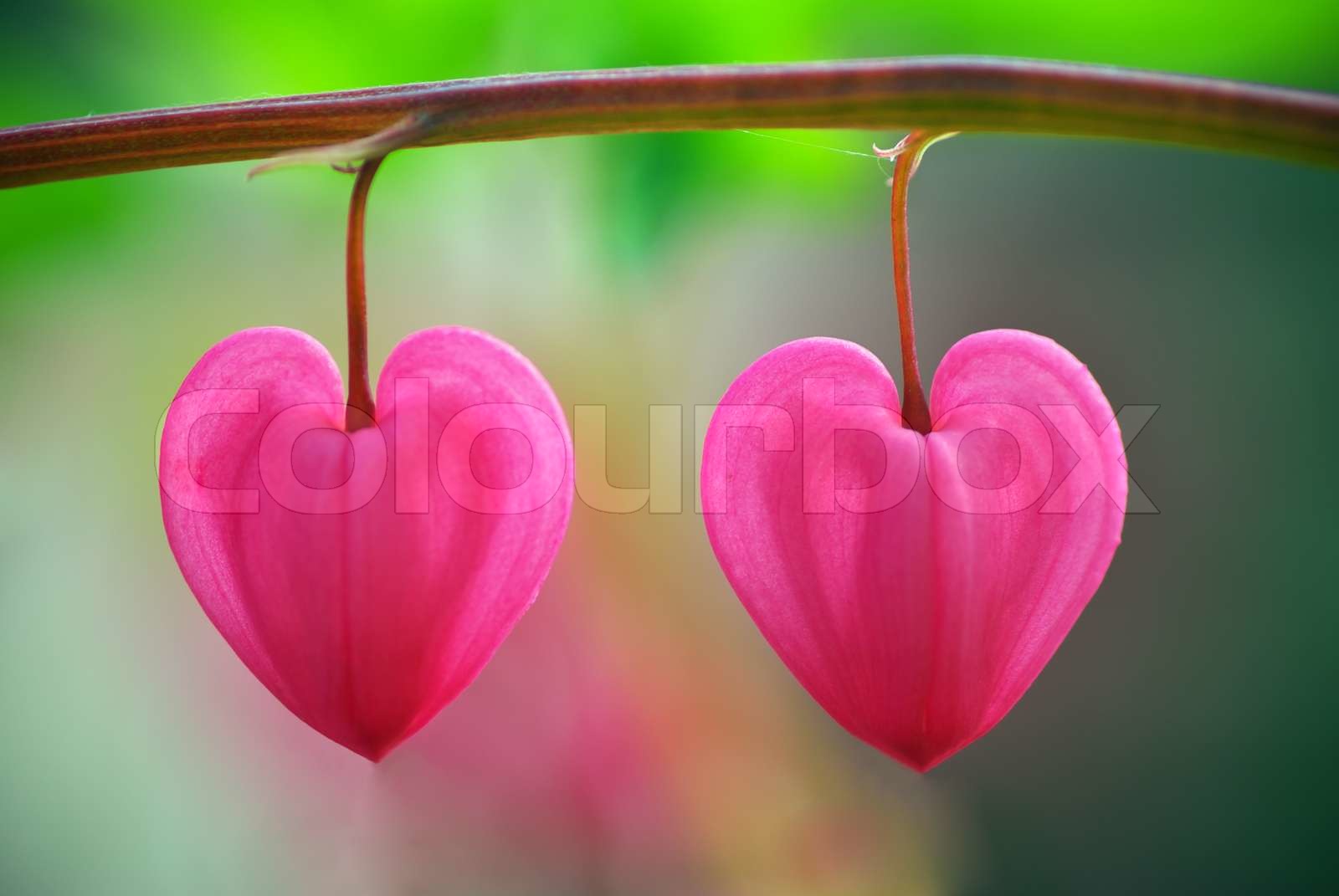 Two heart flower | Stock image | Colourbox