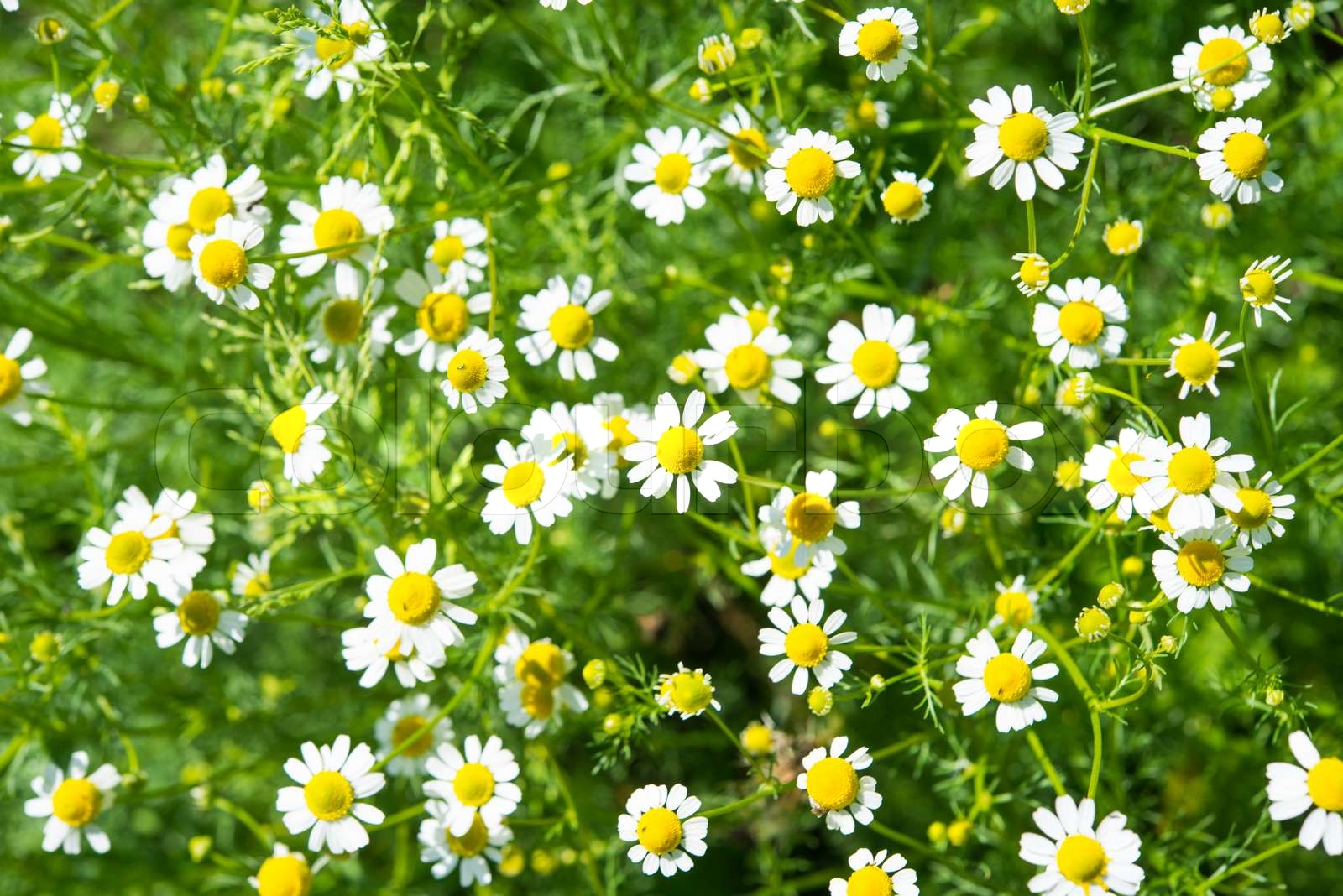 Medical daisy blooming | Stock image | Colourbox