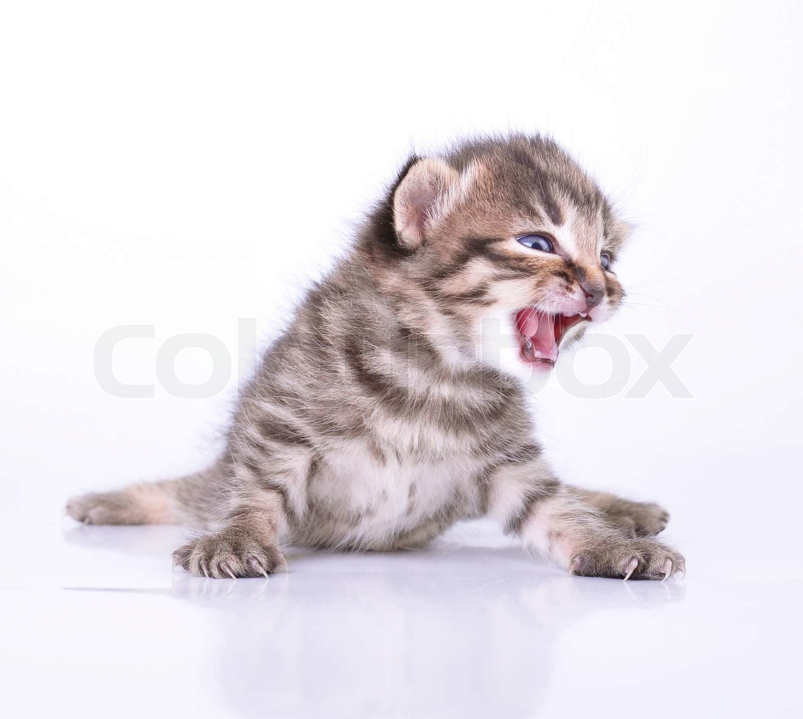 little 2 weeks old kitten | Stock image | Colourbox