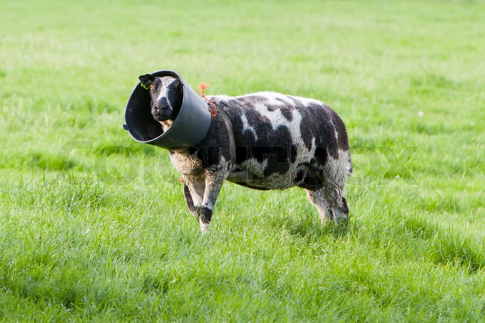 Sheep with a bucket on it's head | Stock image | Colourbox