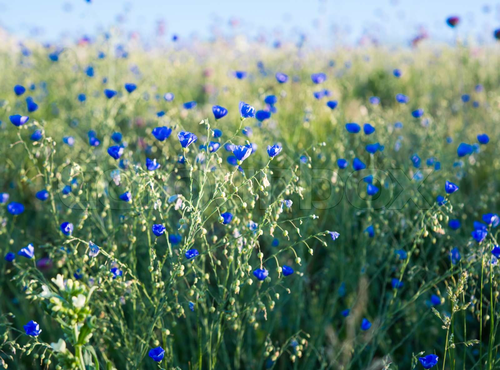 Background of blooming blue flax | Stock image | Colourbox