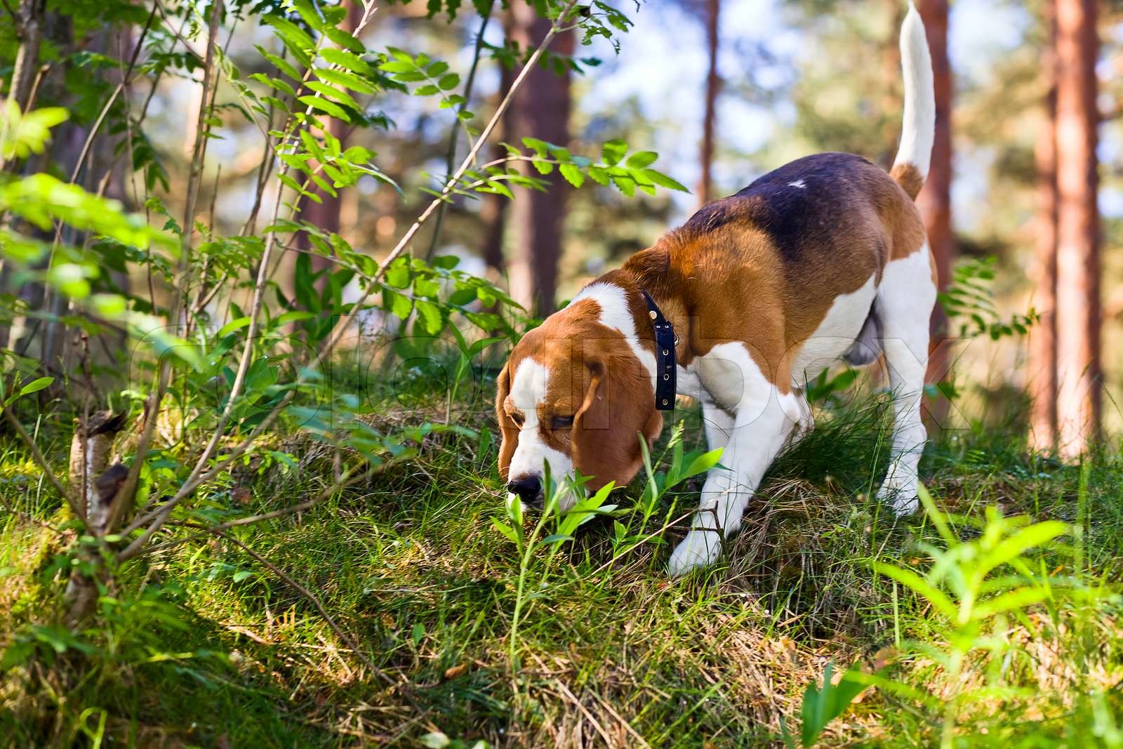 beagle in forest | Stock image | Colourbox
