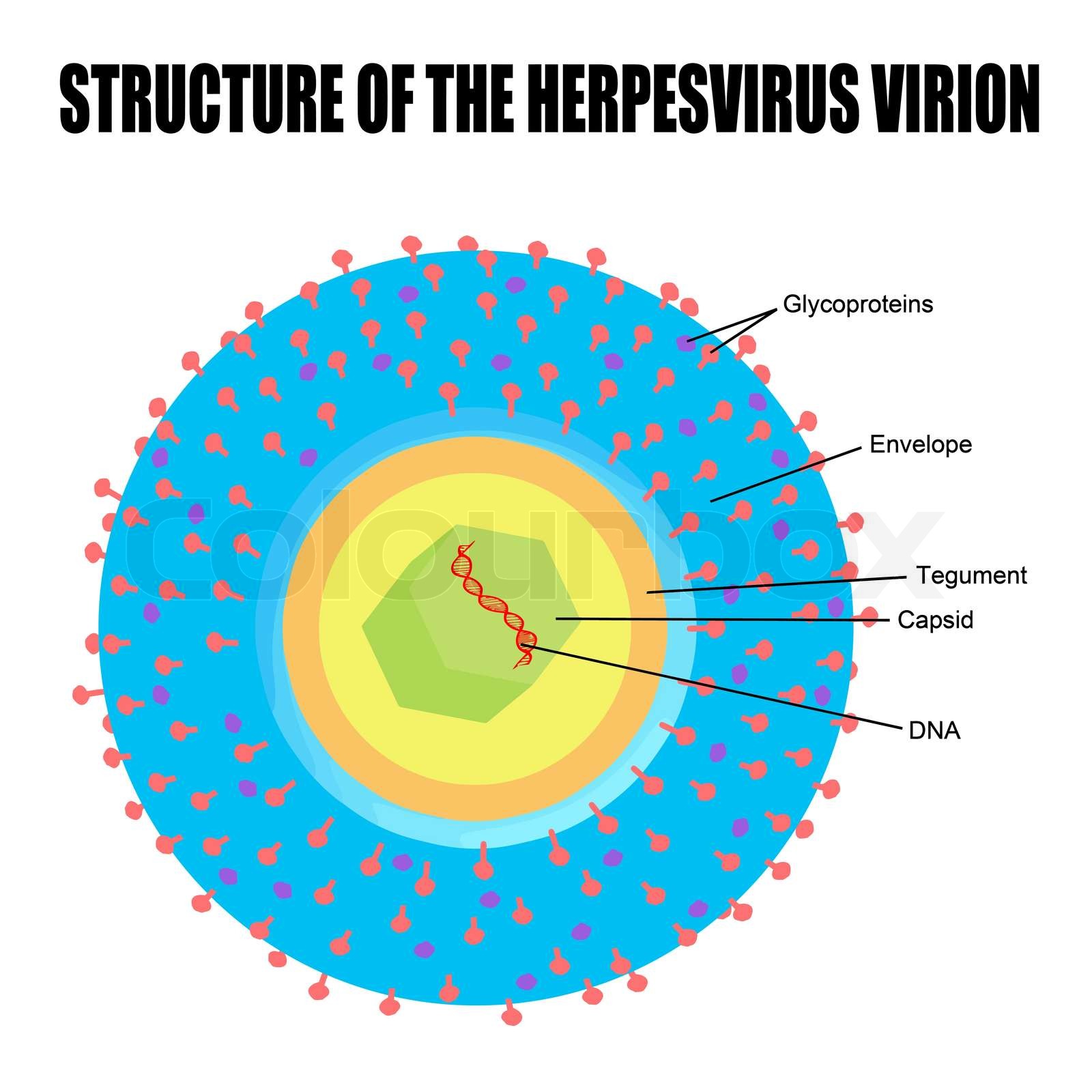 Structure of herpes virus | Stock vector | Colourbox
