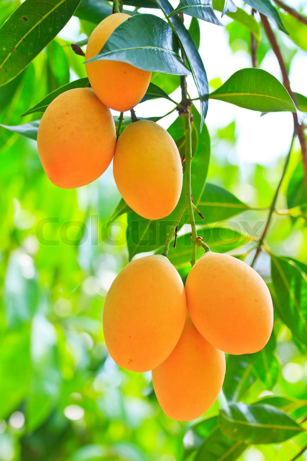 Maprang Marian Plum andPlum Mango thailand | Stock image | Colourbox