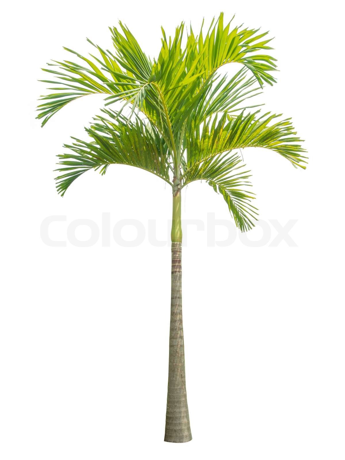 Palme | Stock Bild | Colourbox