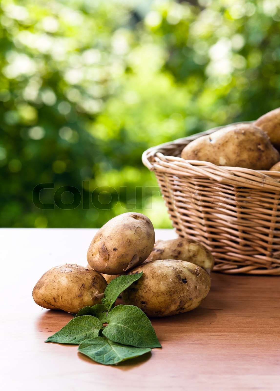 Wunderschne Kartoffeln Zweimal Ernten Fotos