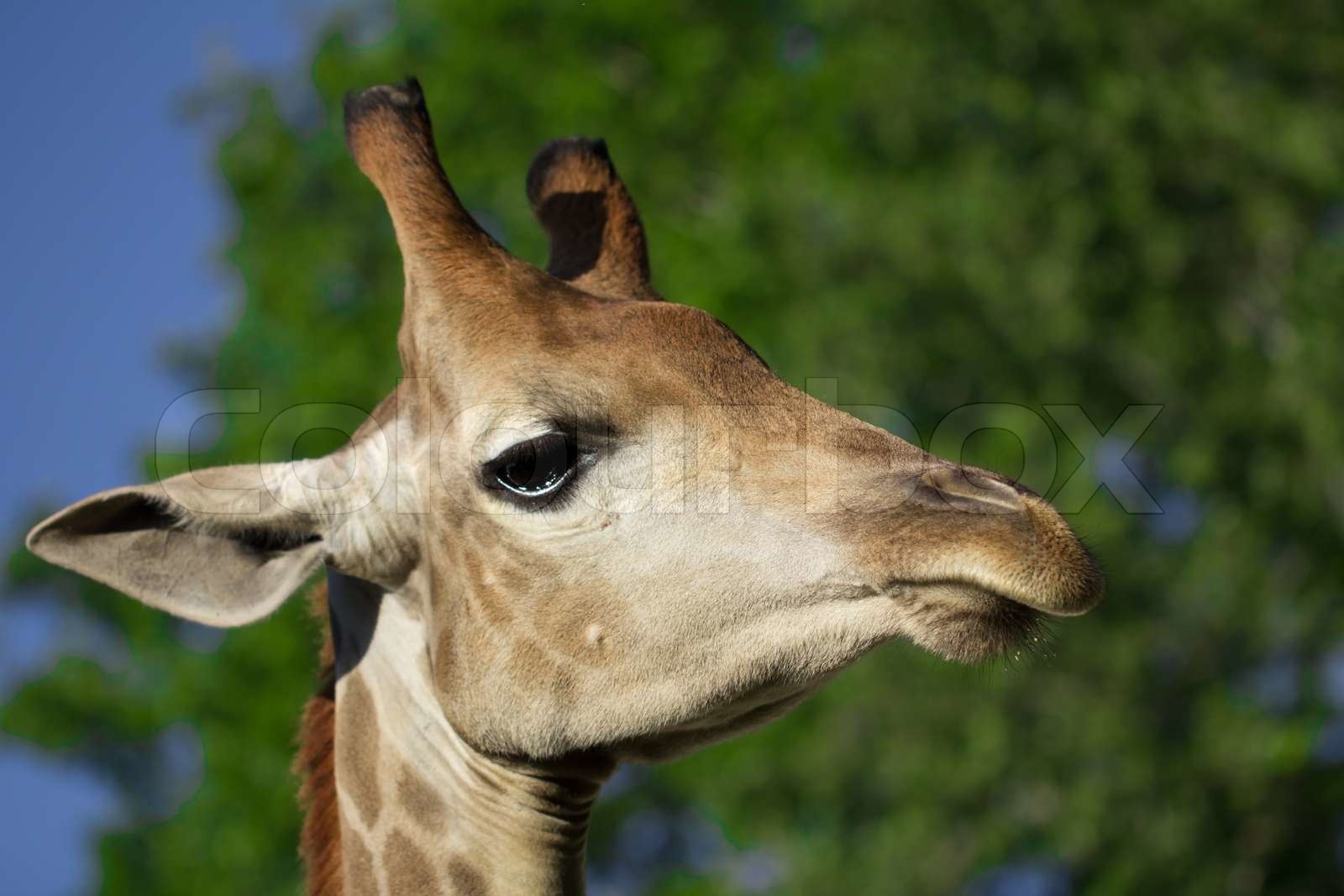 giraffe's head in the nature | Stock image | Colourbox